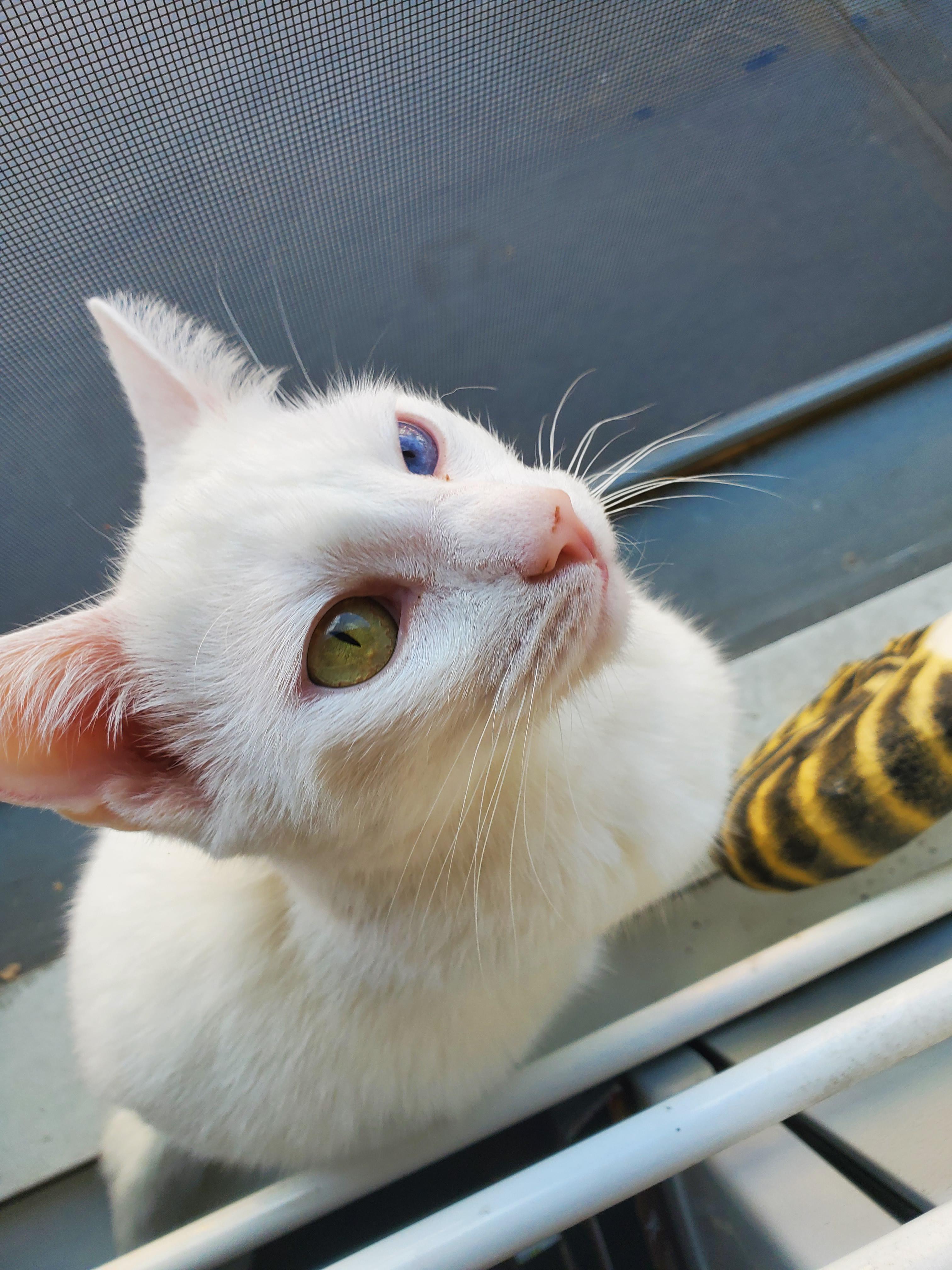 Window cat. | Scrolller