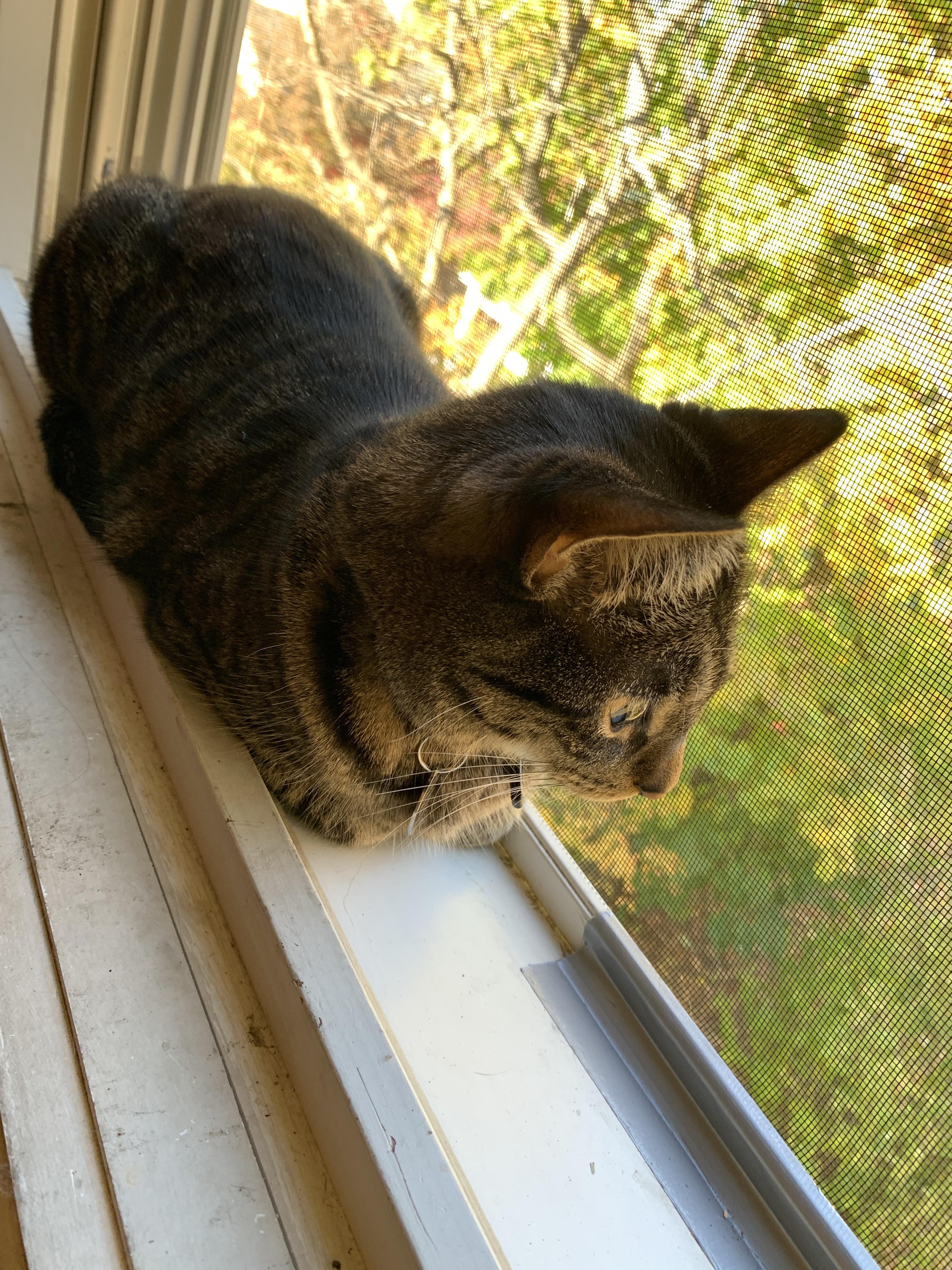 Window loaf | Scrolller