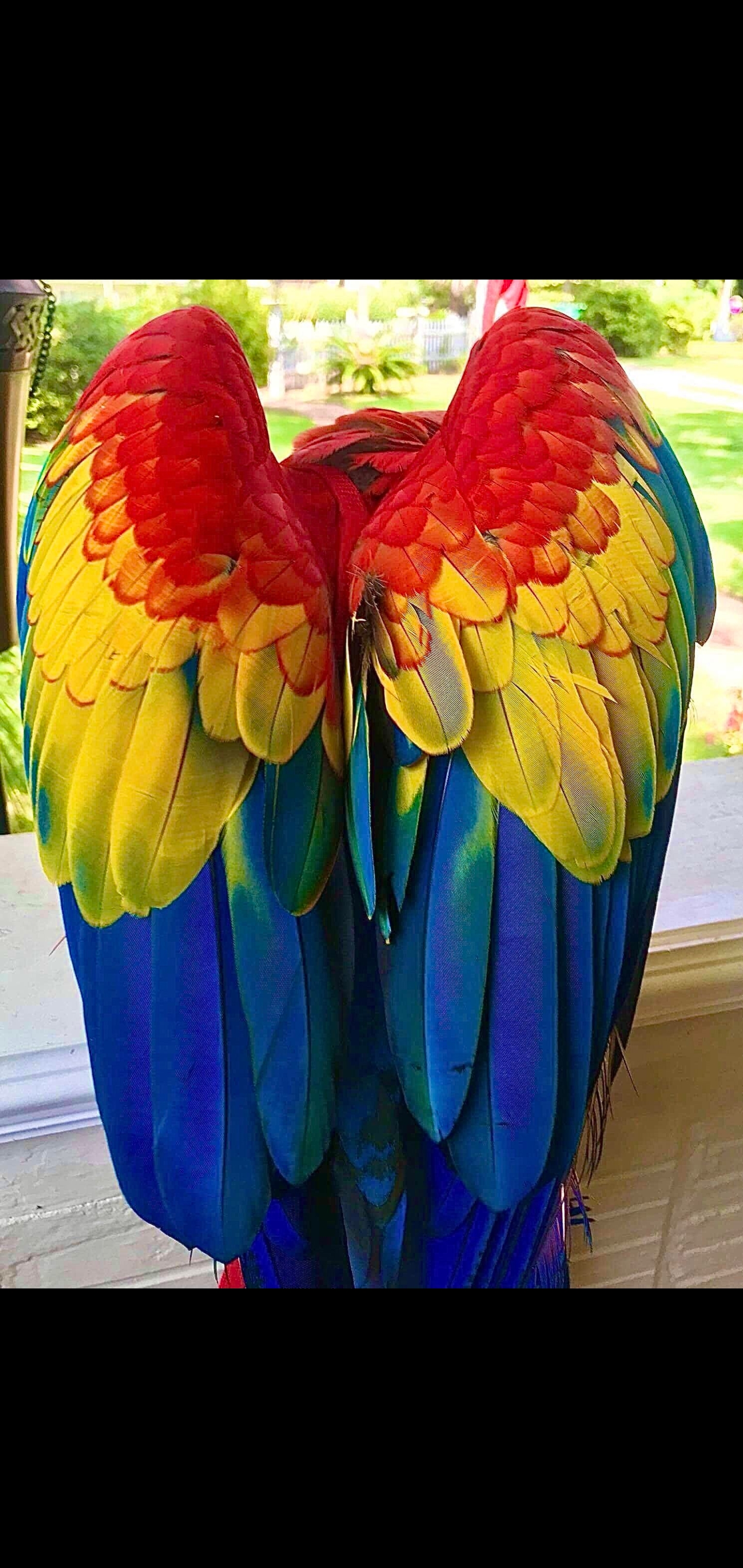 Wings of Scarlett Macaw | Scrolller
