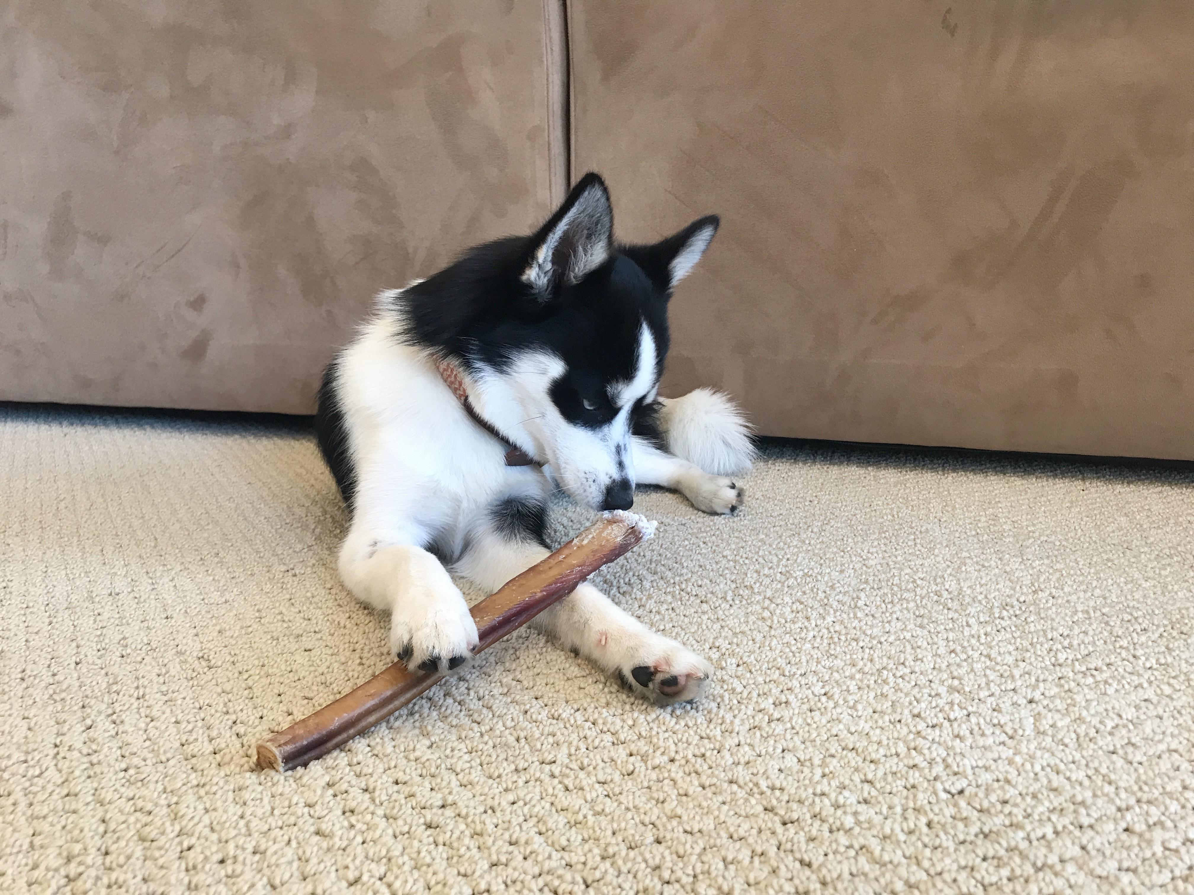 Winston the Pomsky | Scrolller