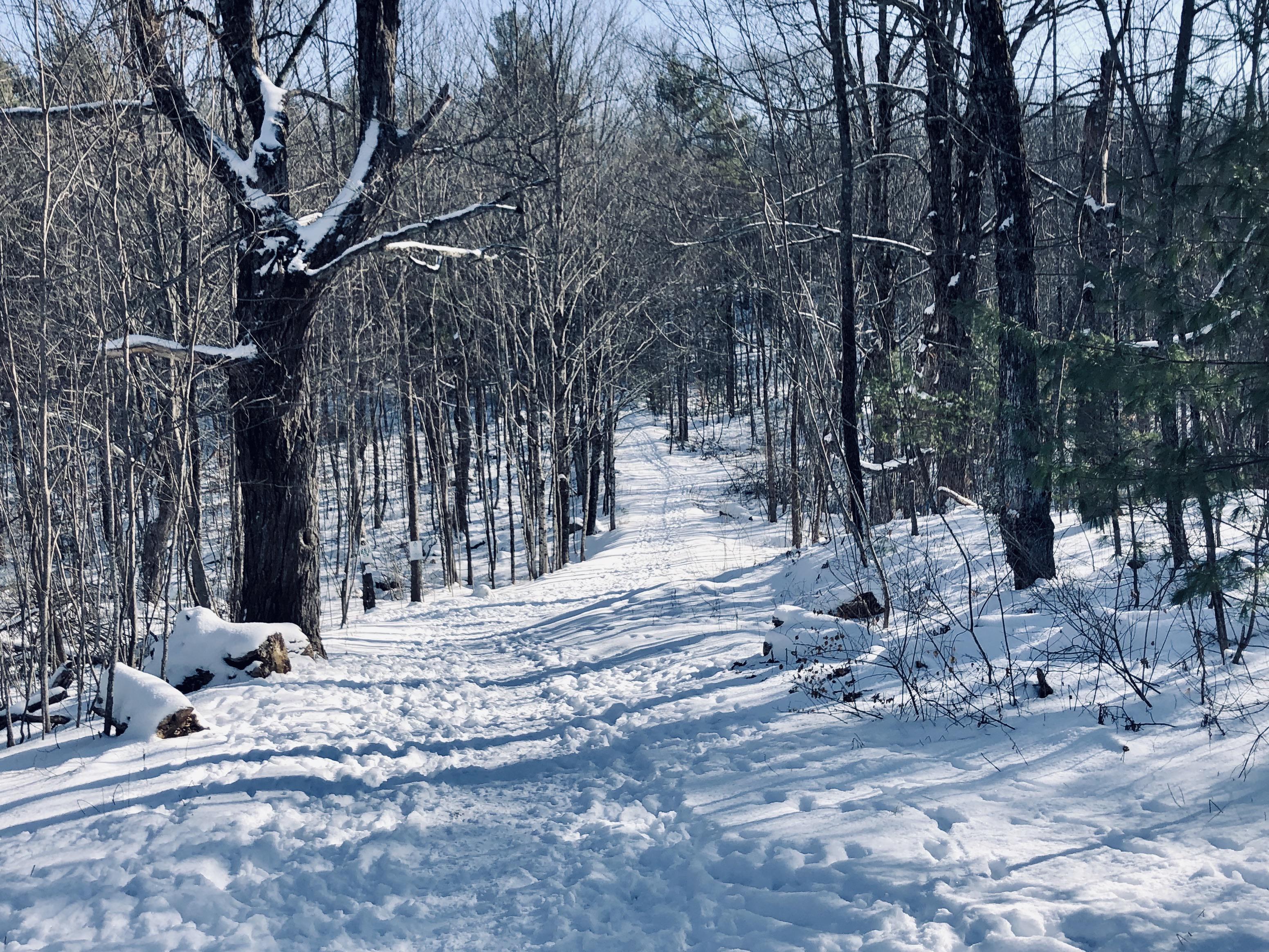 Winter walk in the wood | Scrolller