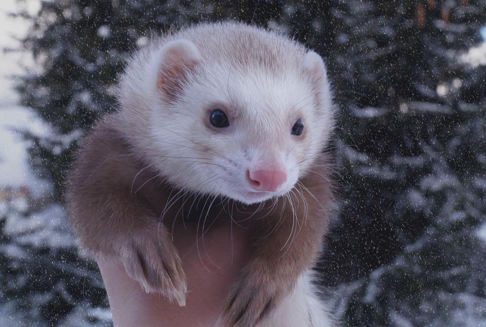 Winter weasel | Scrolller