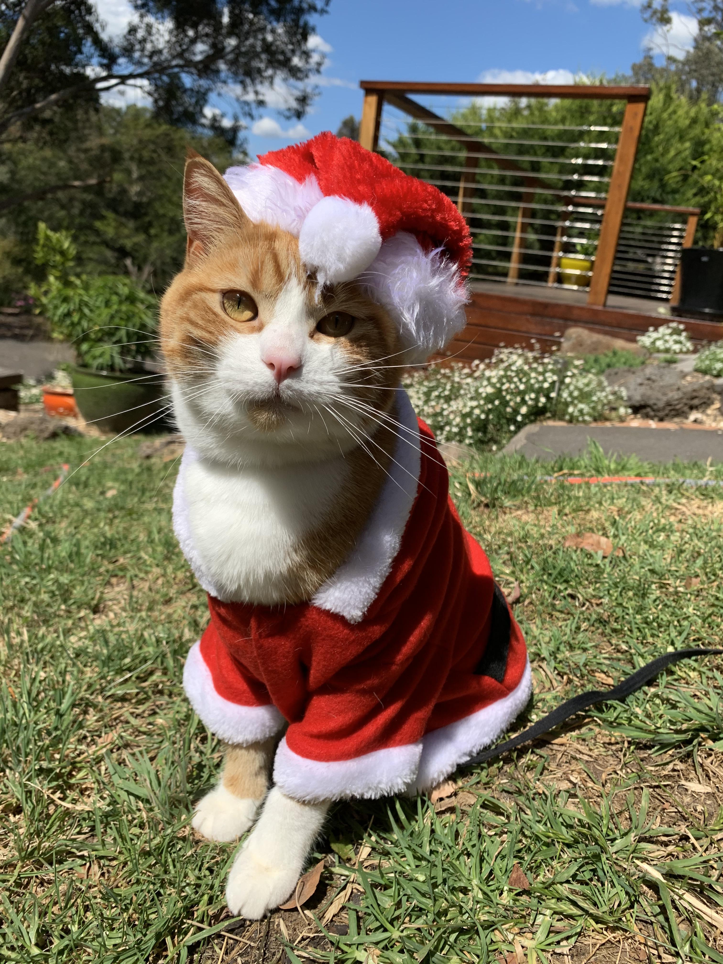 Wishing you all a ginger-filled festive season | Scrolller