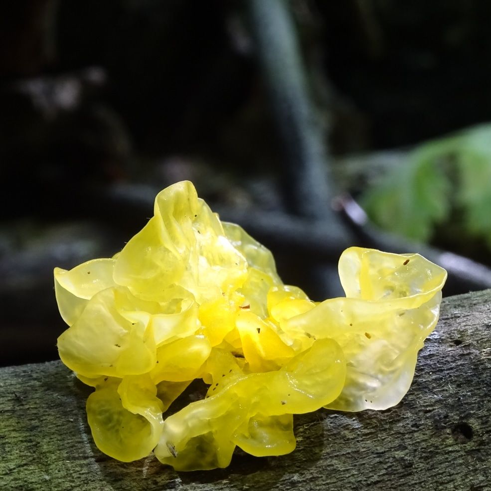 Witches' Butter. | Scrolller