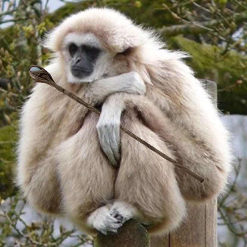 wizard monke | Scrolller