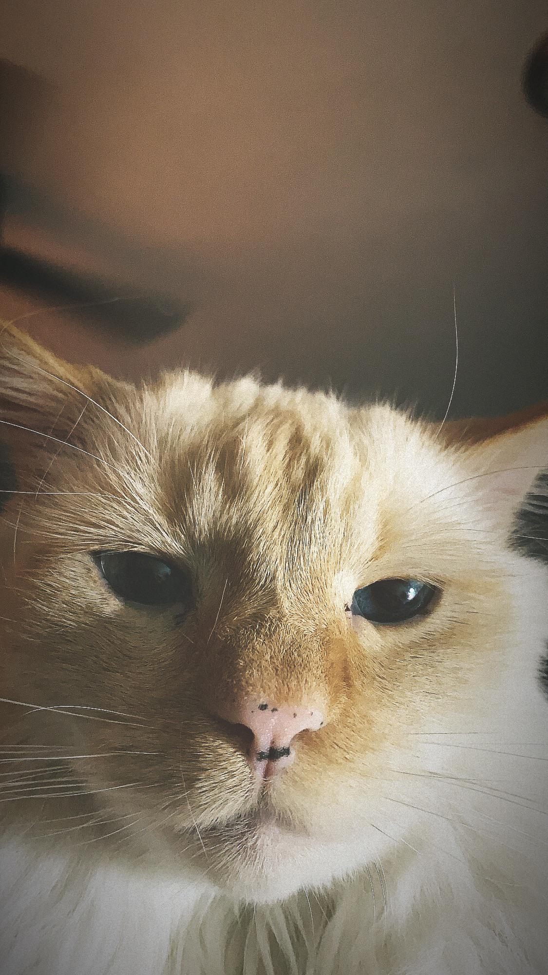 Woke Up Like Dis Scrolller