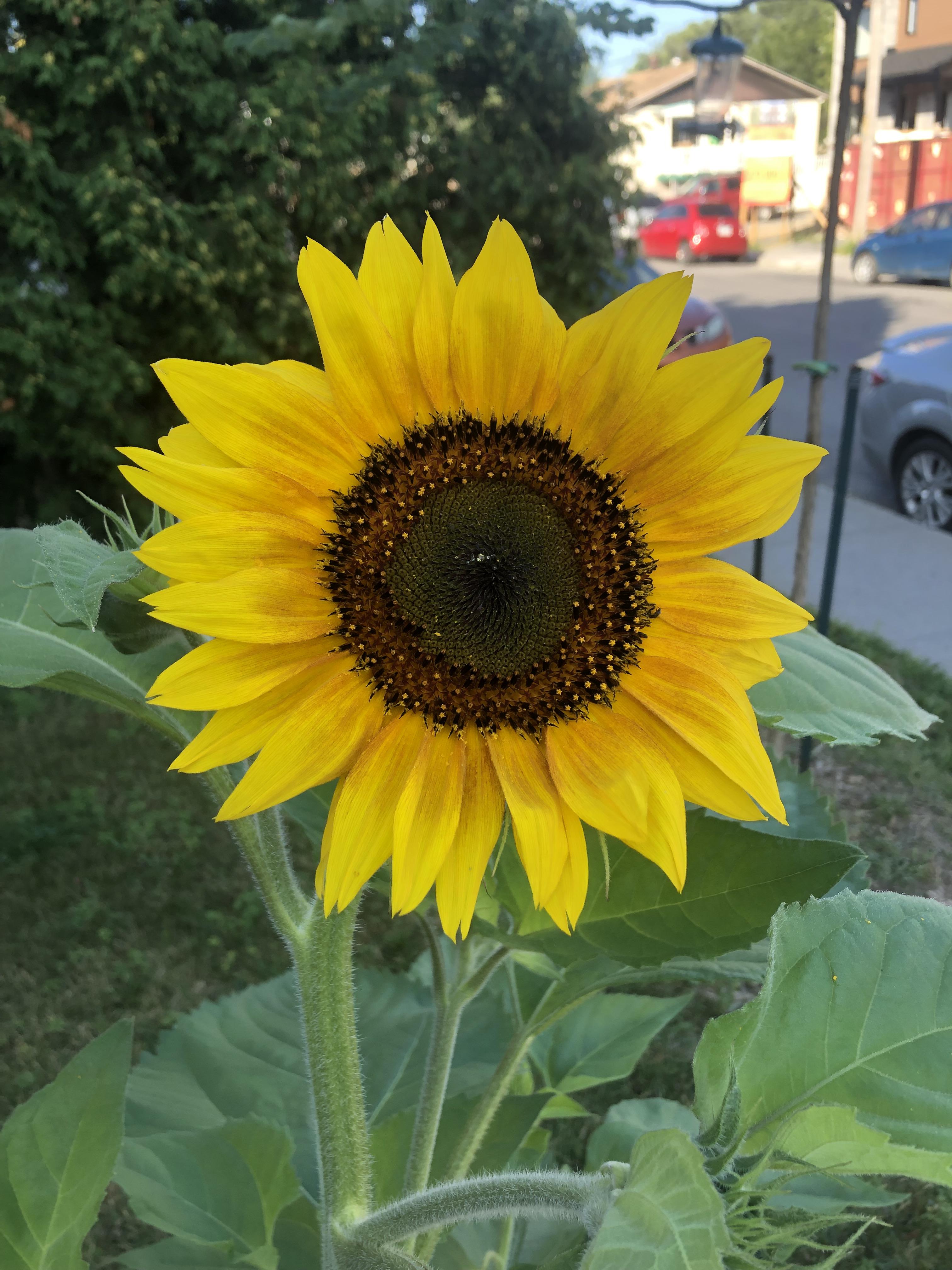 woke up to a fully bloomed sunflower :) | Scrolller