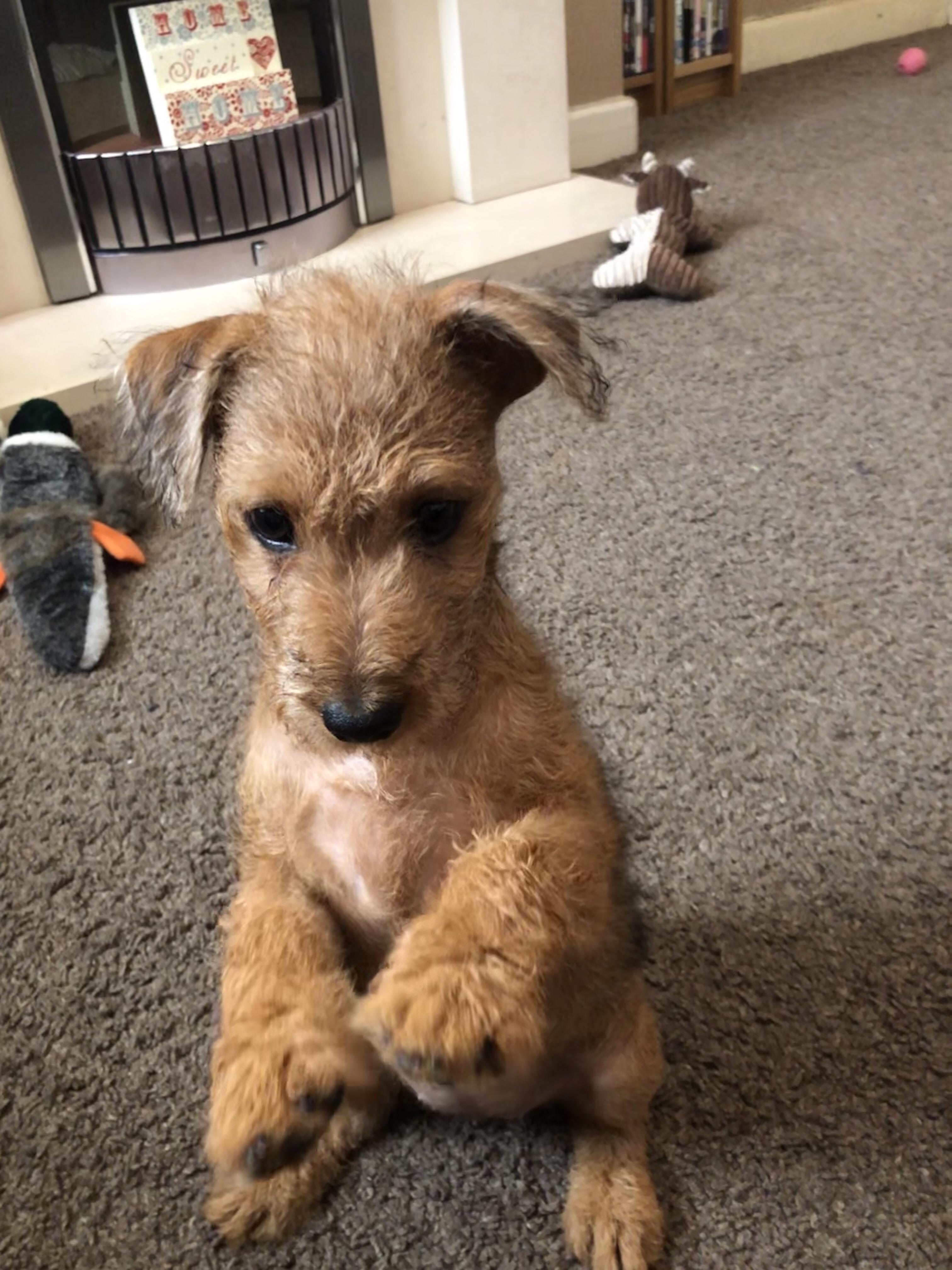 Wonky ears, fuzzy paws. 100% gorgeous | Scrolller