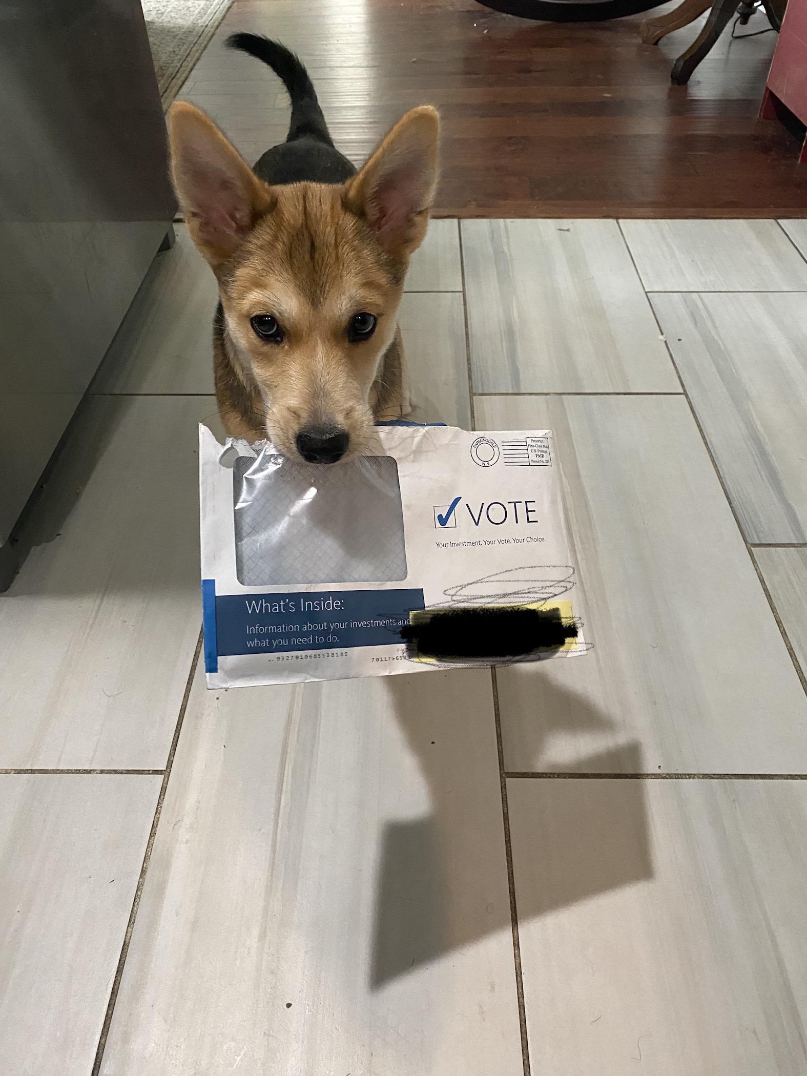 Woof wof woo wote VOTE! | Scrolller