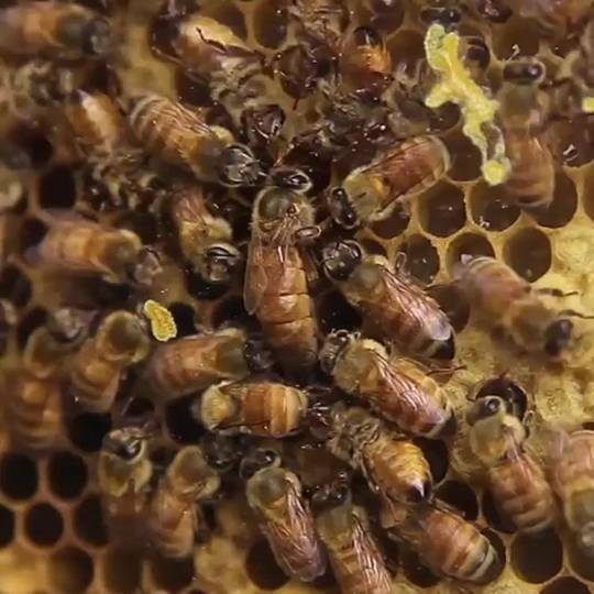 Worker bees follow the queen bees every move constantly clean, groom & feed her, often she lays ...
