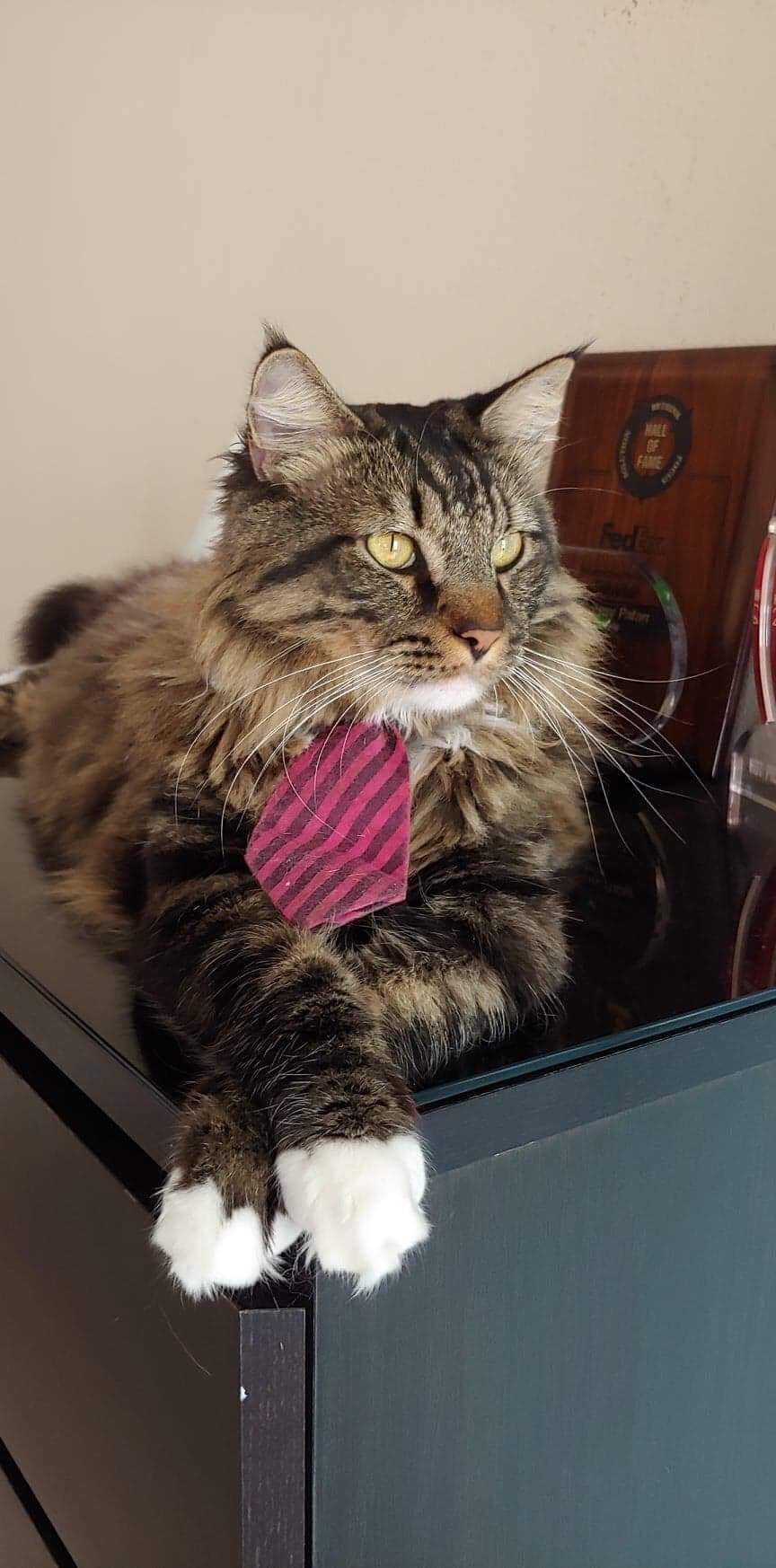 Working from home. | Scrolller