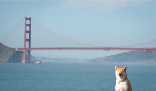 wow golden gate doge. such happy. | Scrolller