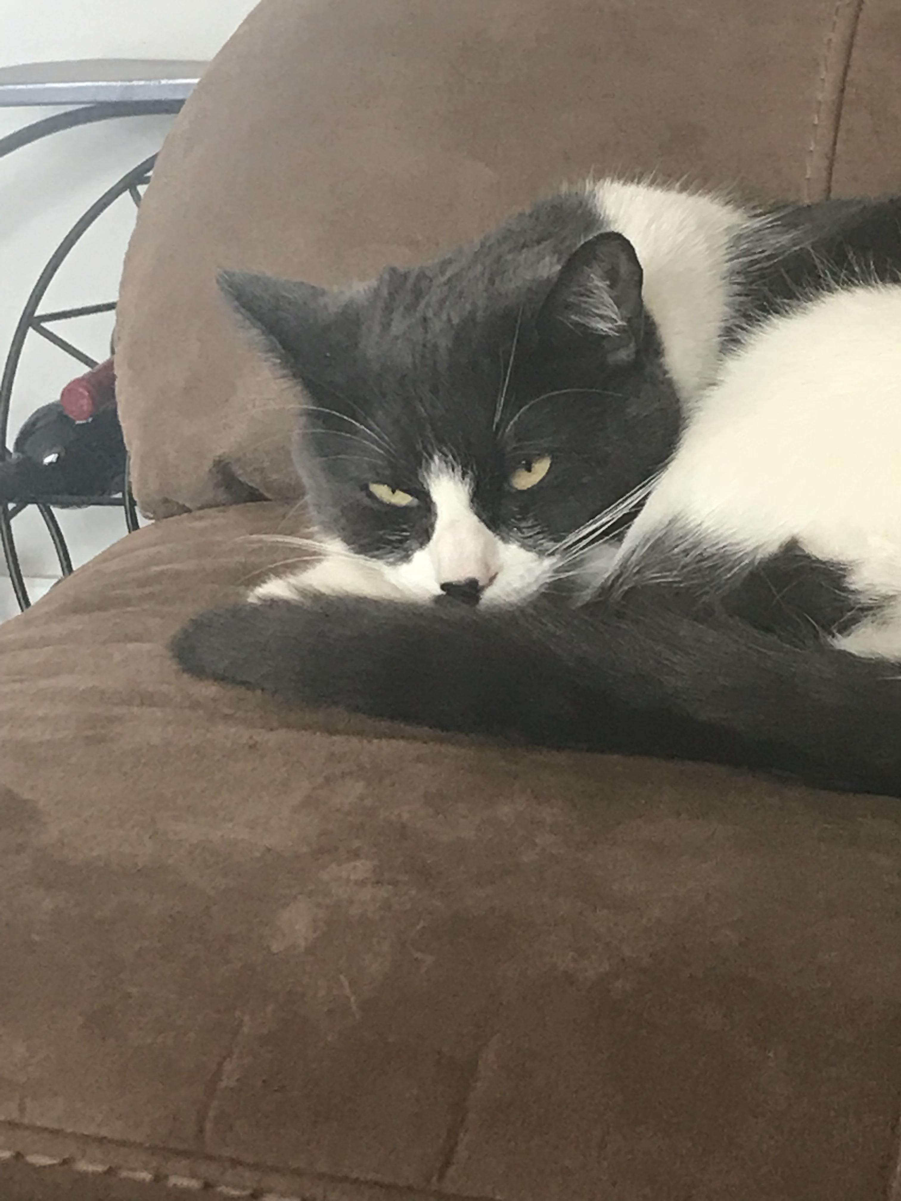 WoW never knew there was a sub for this. This is my sister’s kitler. | Scrolller