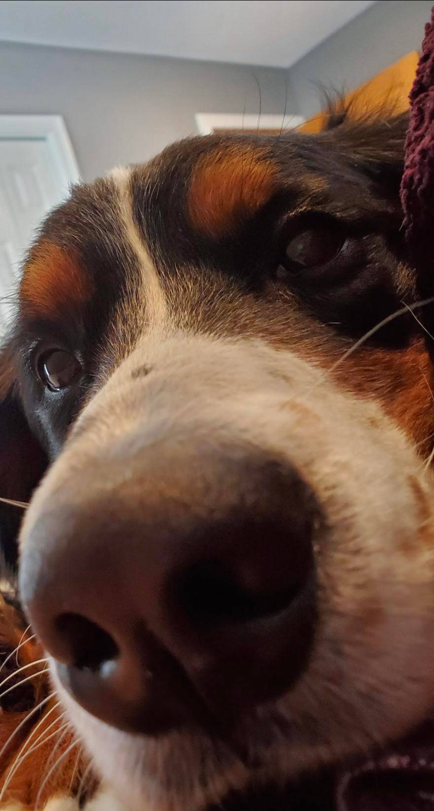 Wren wants you to boop her nose | Scrolller