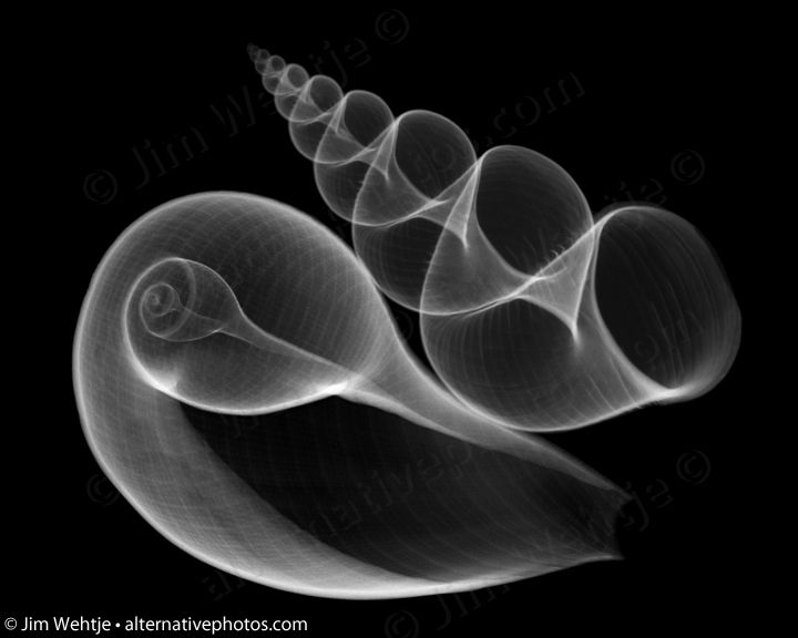 X-Ray of Seashells [720 x 576] | Scrolller