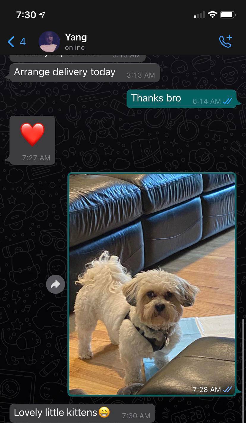 Yang loves my kittens 🥰 | Scrolller