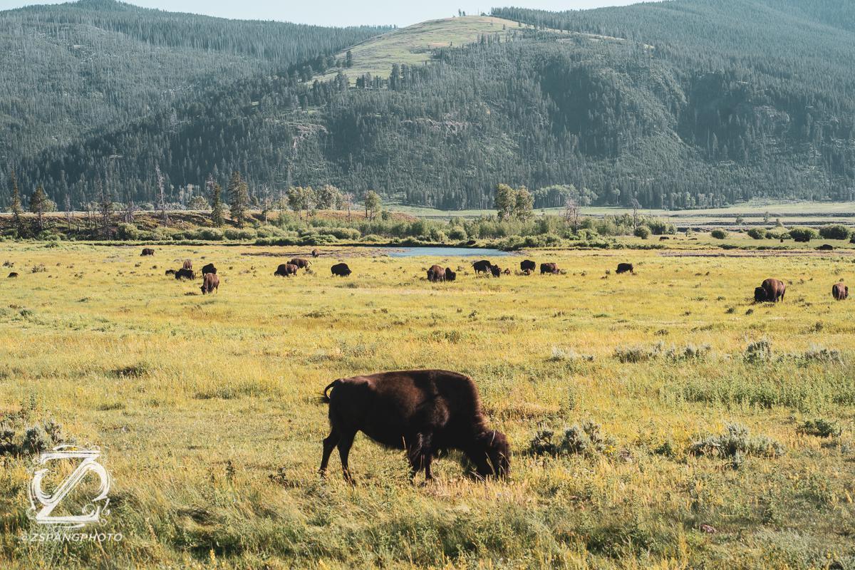 Yellowstone Bison | Scrolller
