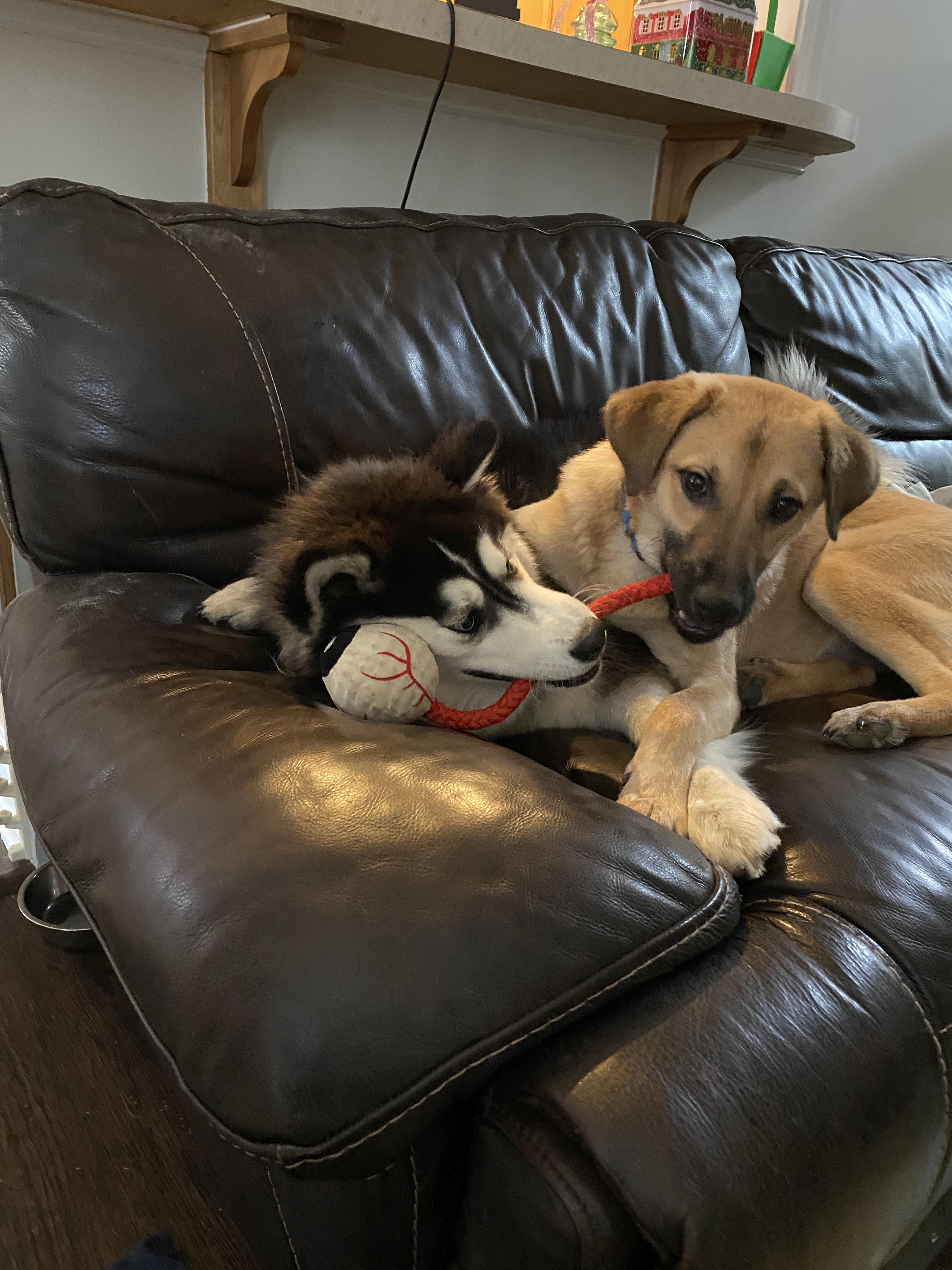 yes please let’s play tug-o-war while I’m laying on top of you | Scrolller