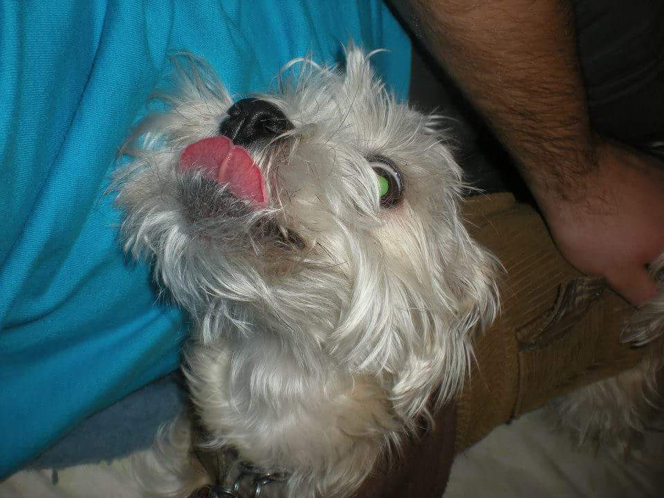 Yes, yes, scratch the butt, yes | Scrolller