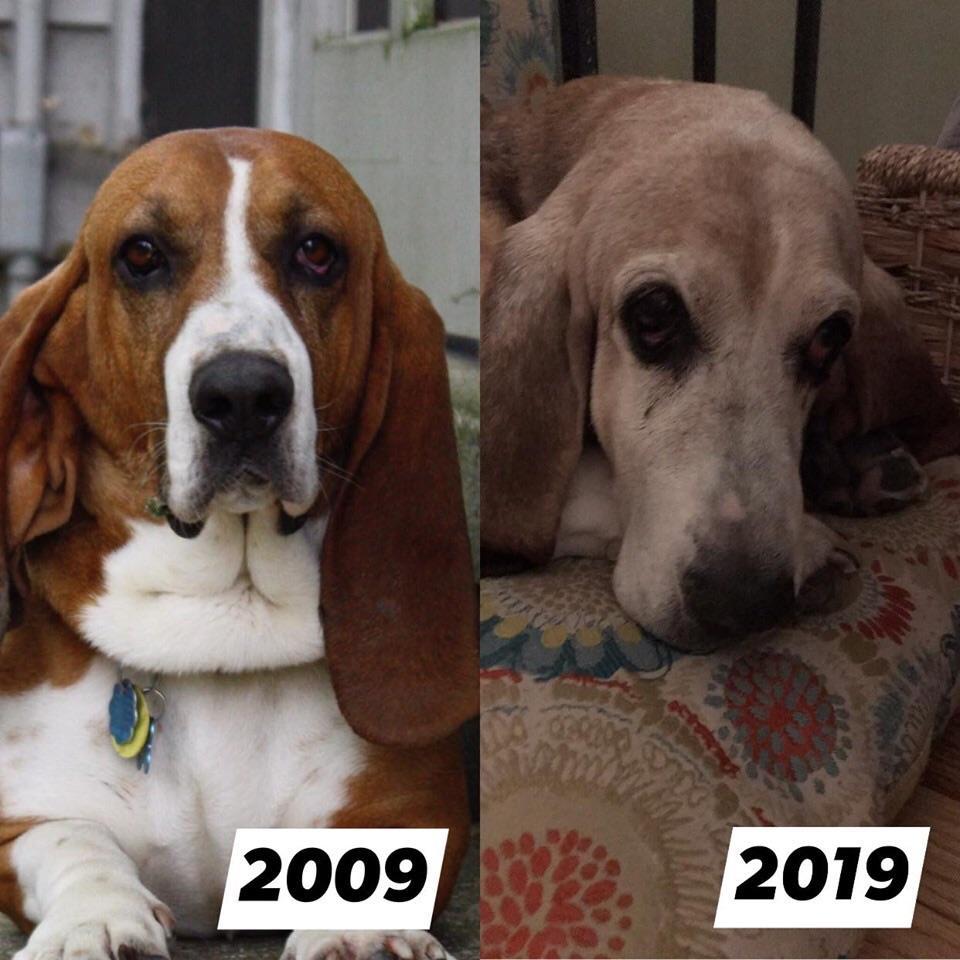 Yesterday was our Beauregard’s 10th “Gotcha Day” | Scrolller