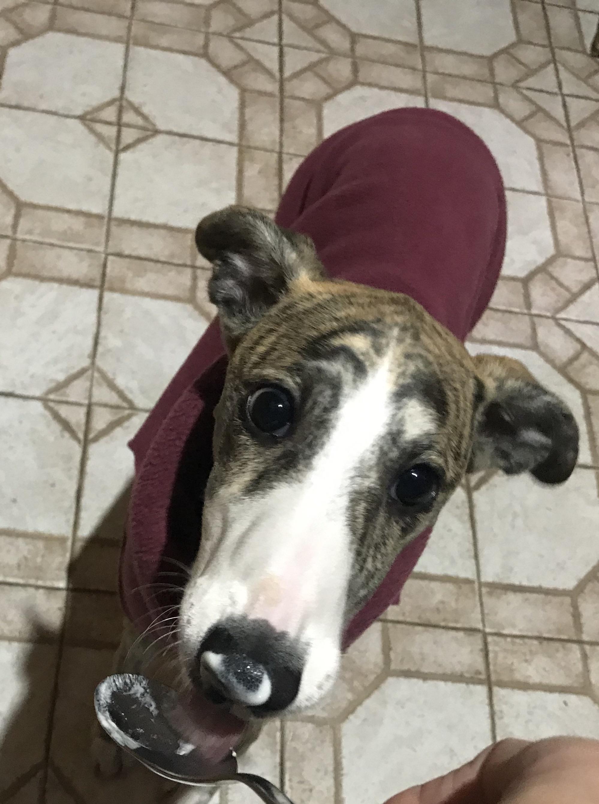 Discover more like Whippets: Yoghurt Snoot and Related Content | Scrolller