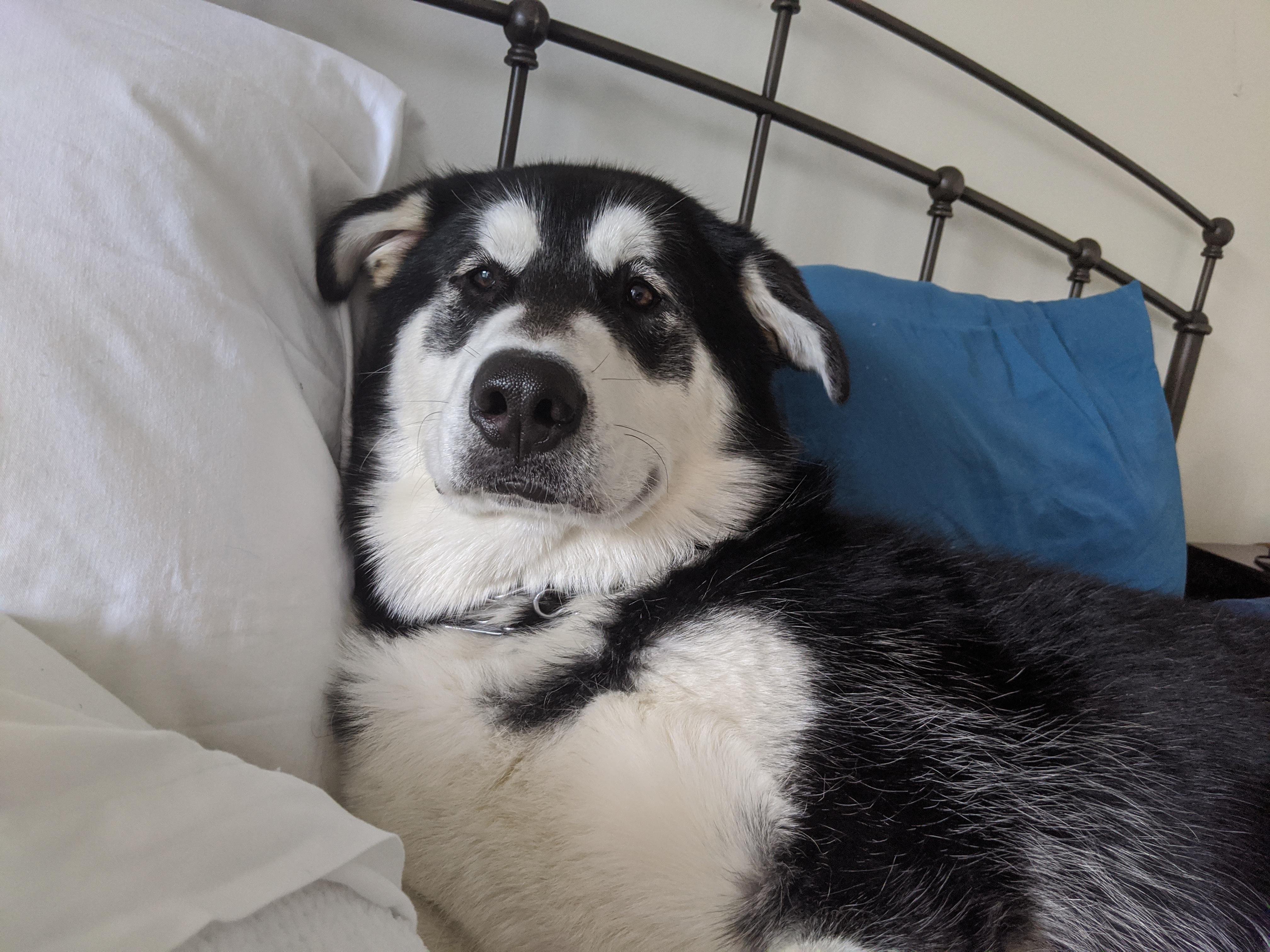 Yogi loves cuddles in bed | Scrolller