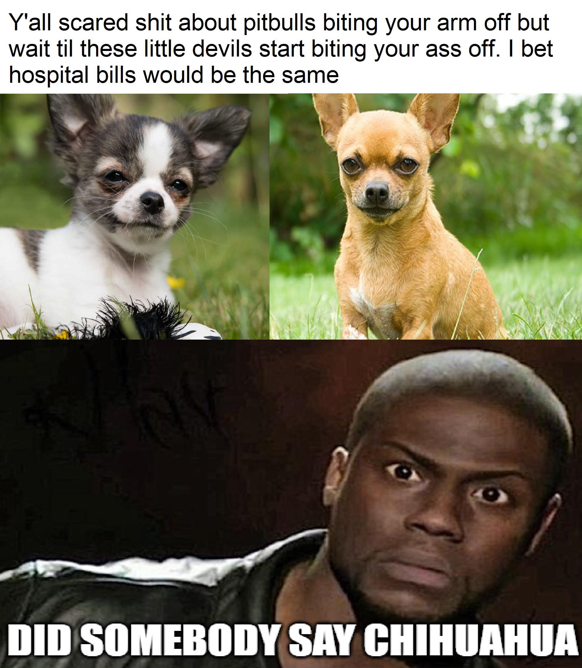 You better run while you can | Scrolller