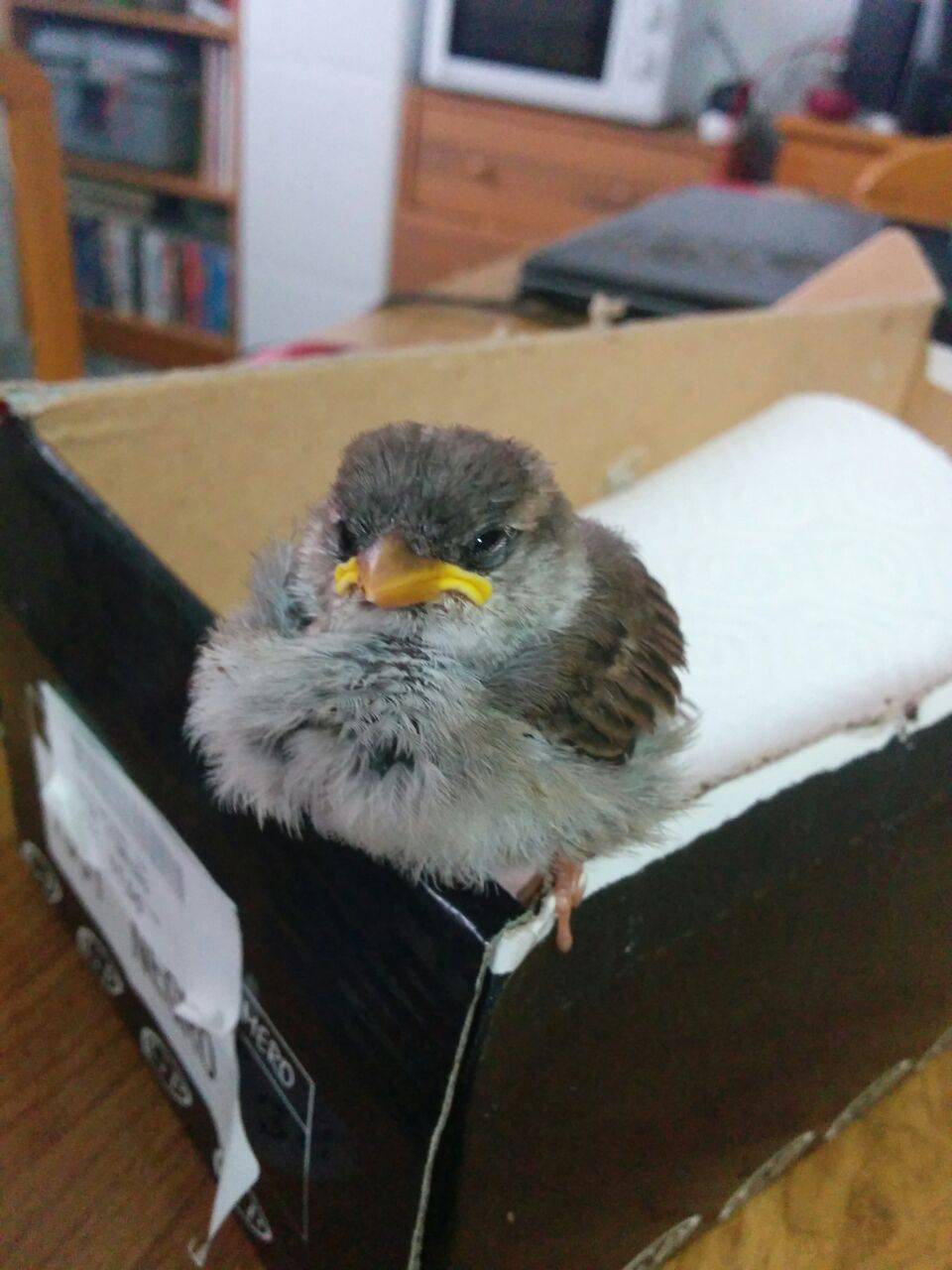 "You call this a nest?" | Scrolller