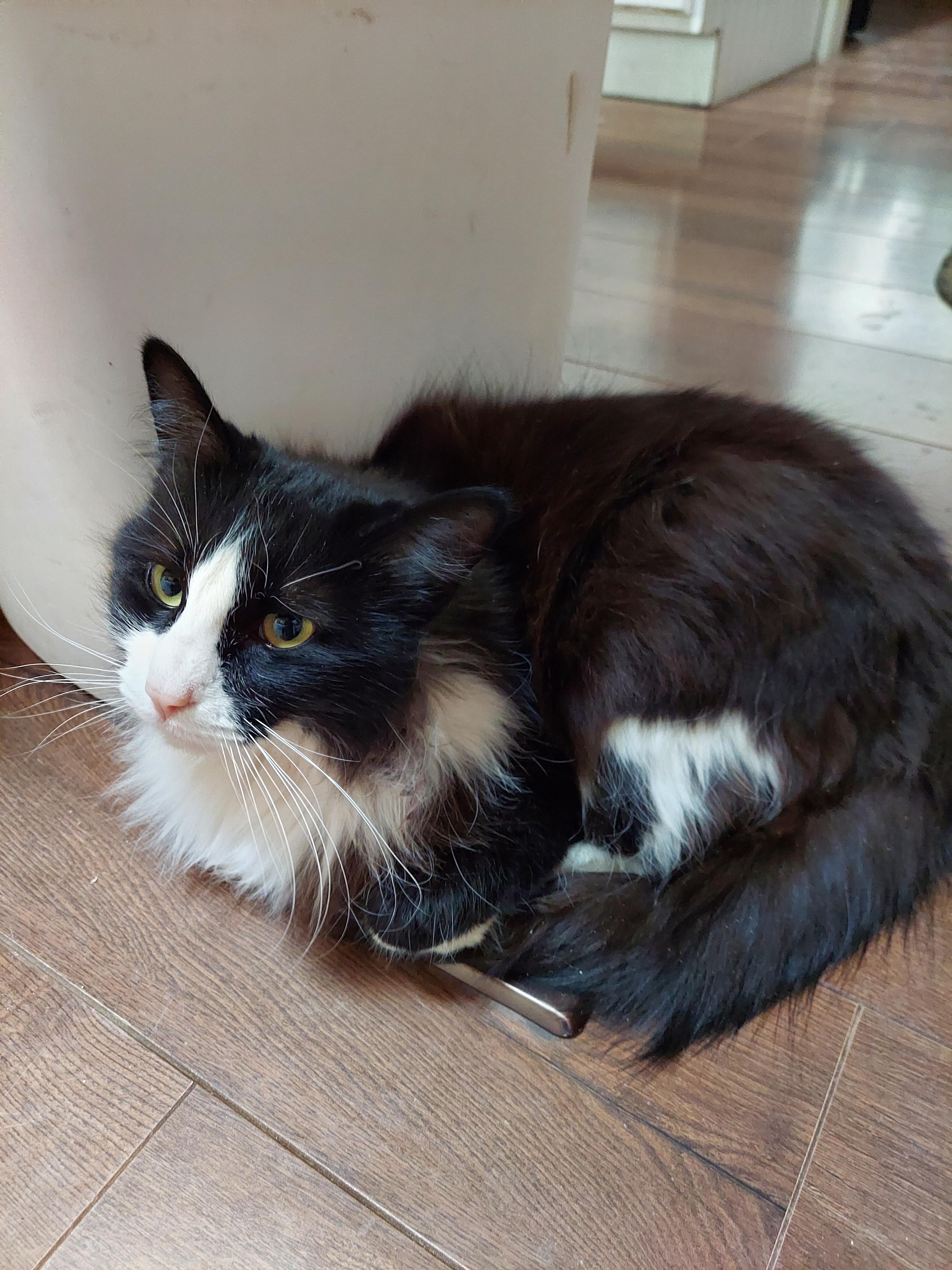 You can ALMOST see the corner of the floor vent. She's got "fluff spread" going on! | Scrolller