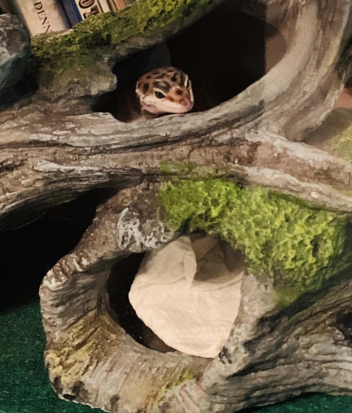 You got them crickets my guy? | Scrolller