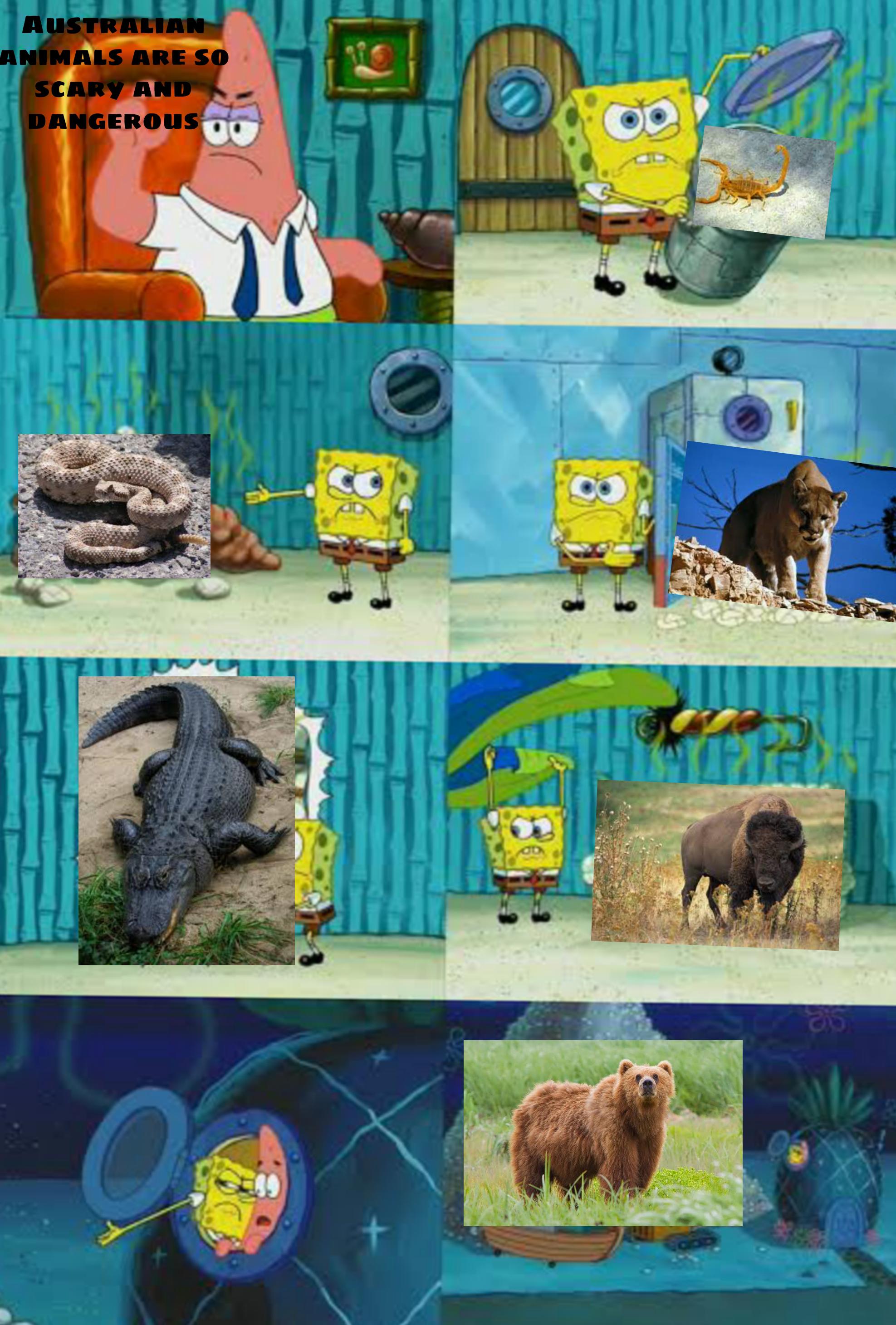 You guys have bears | Scrolller