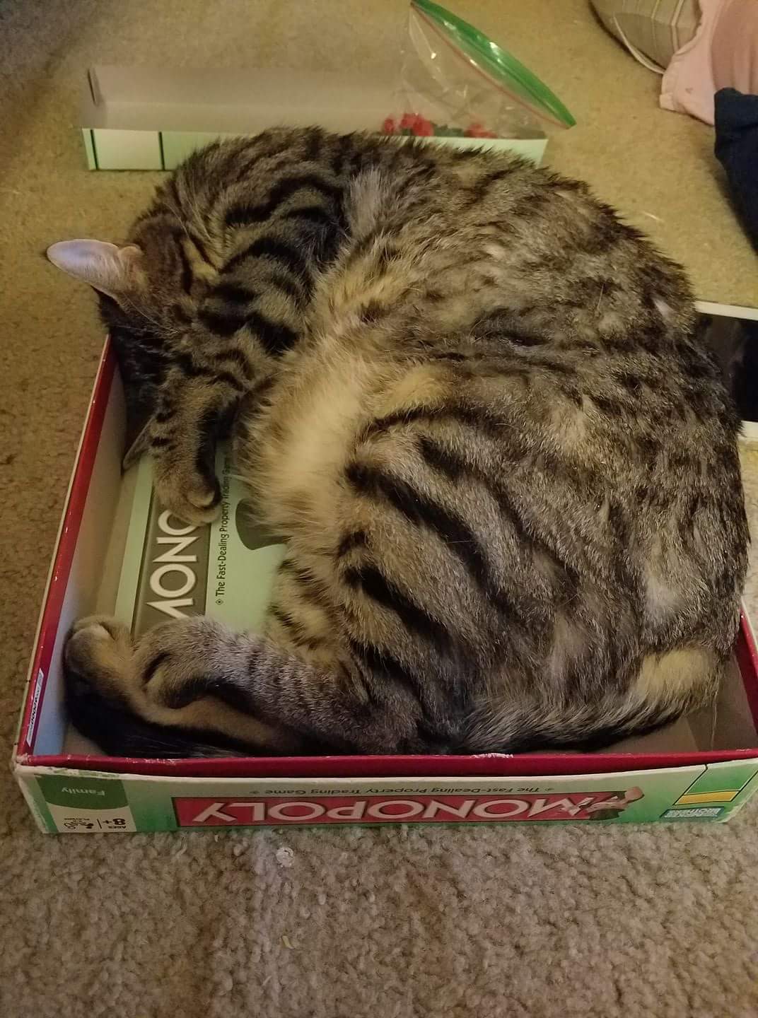 You make great cat Beds :D | Scrolller