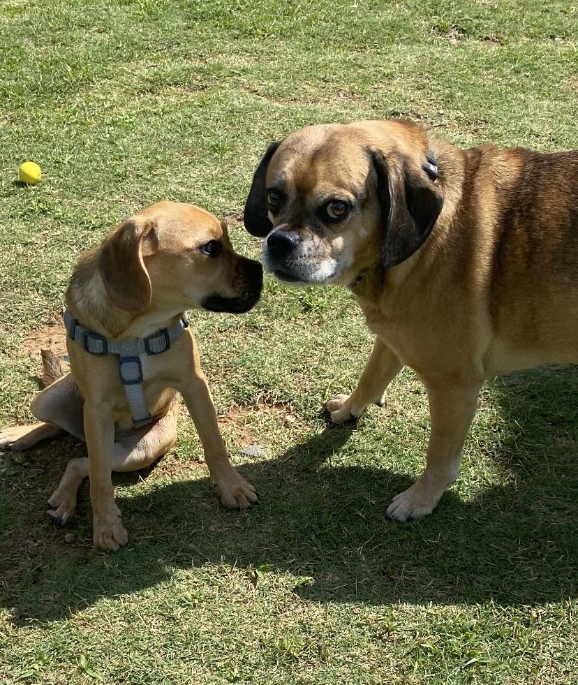 Young puggle meets old puggle | Scrolller