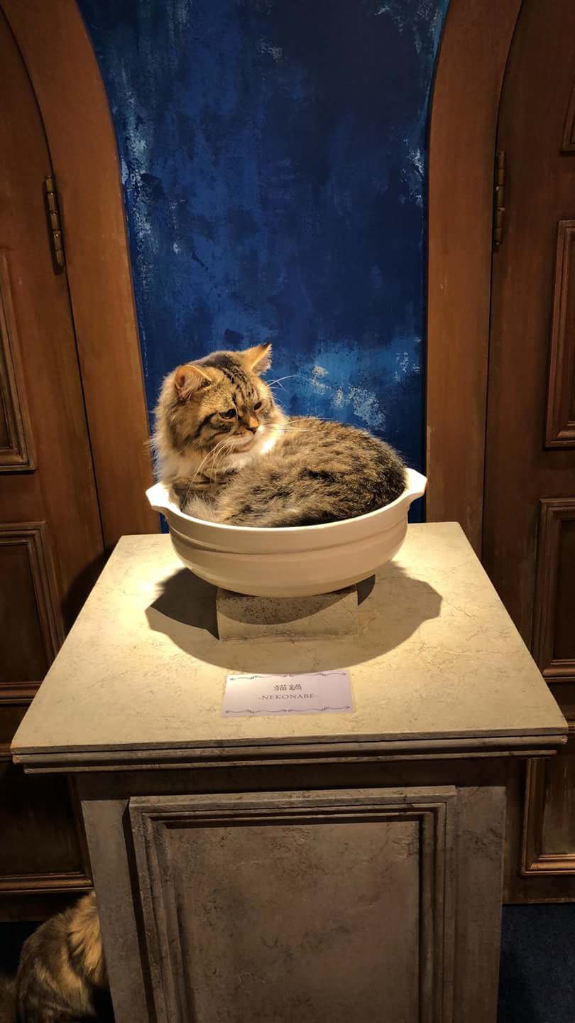 Your Highness | Scrolller