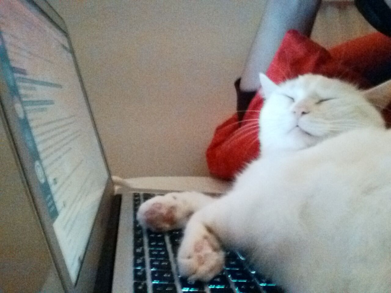 Yuki on Laptop | Scrolller