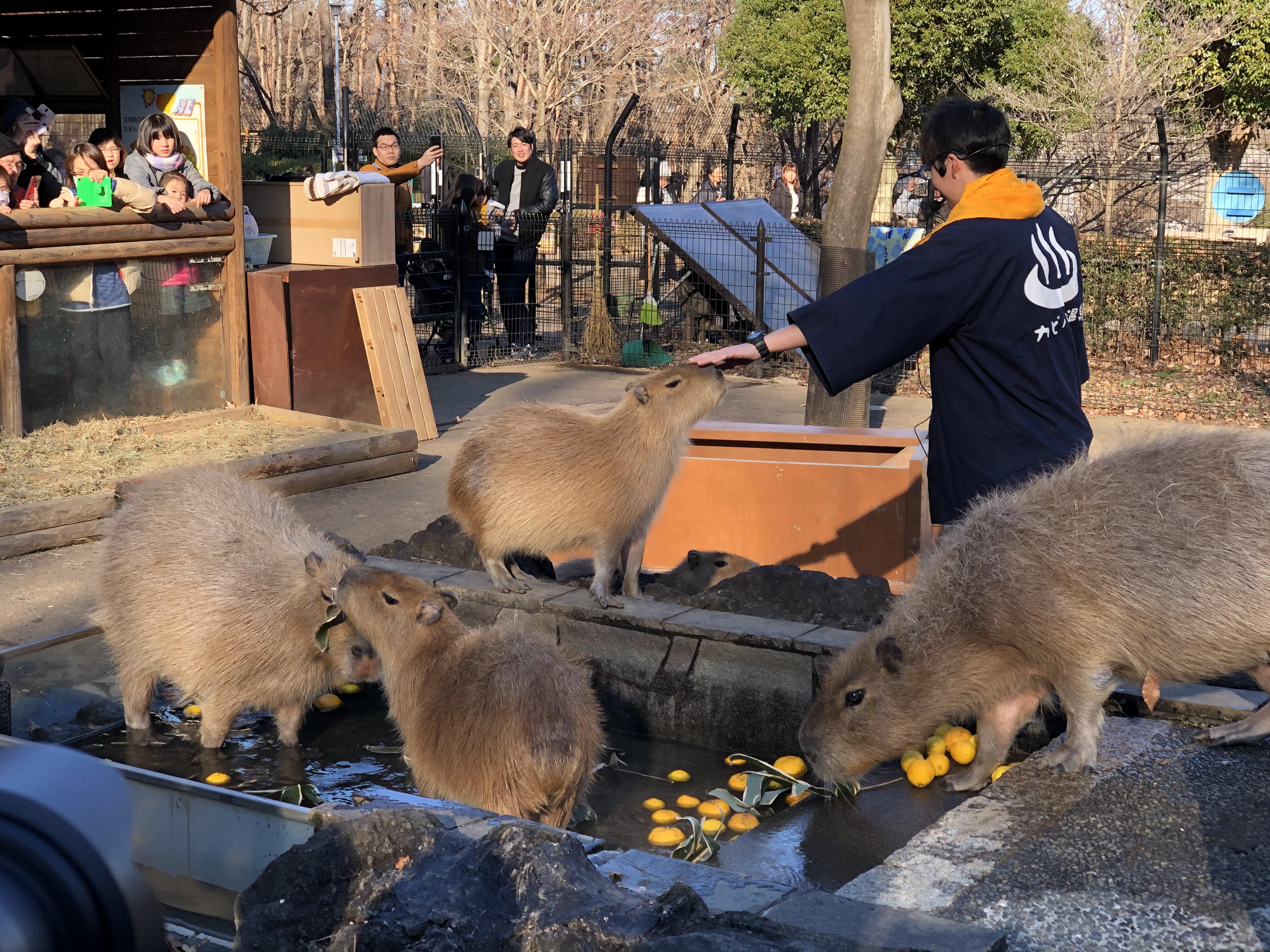 Yuzu Onsen to honour the year of the rat | Scrolller