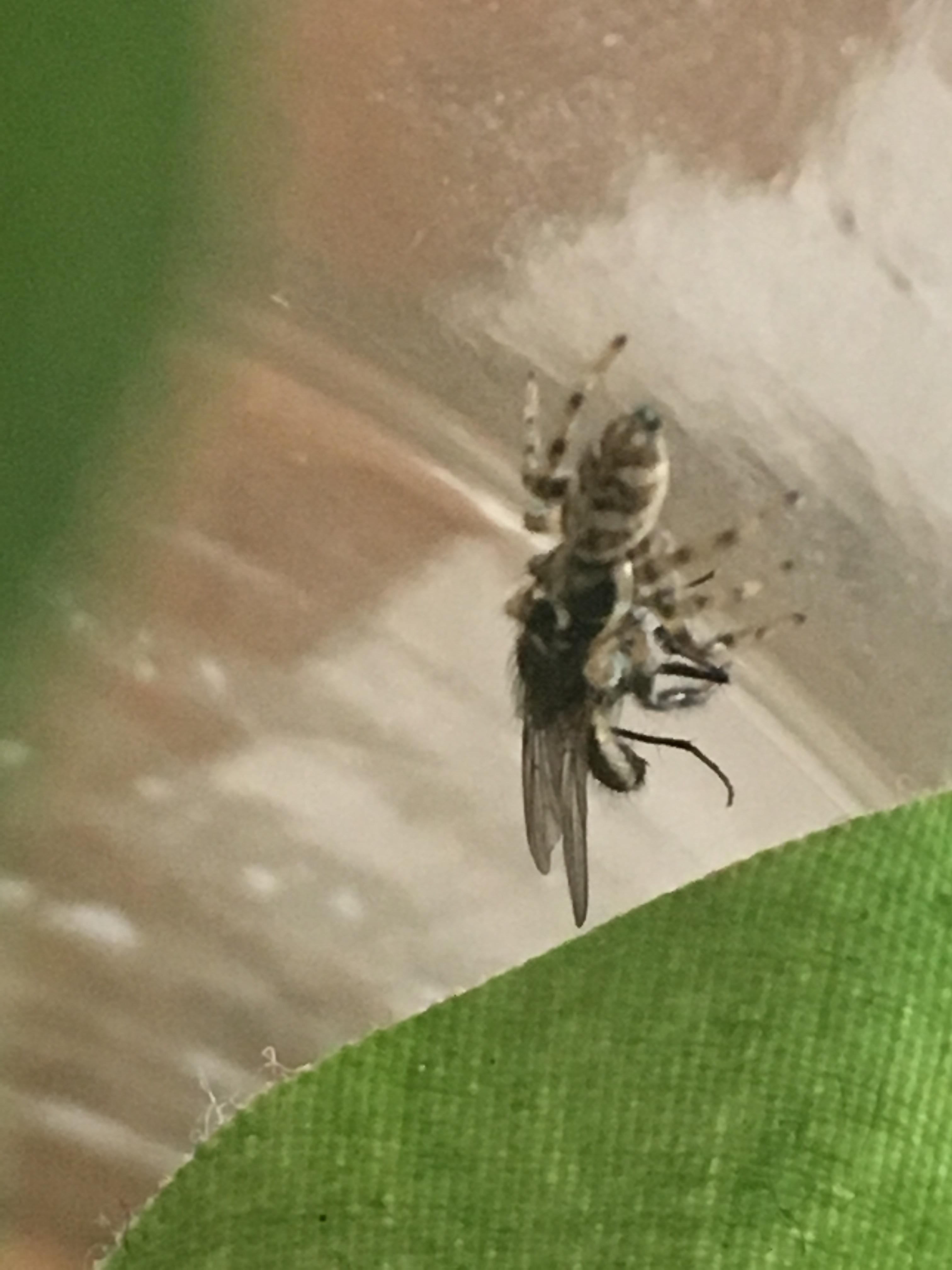 Zebra jumper eating a fly. | Scrolller