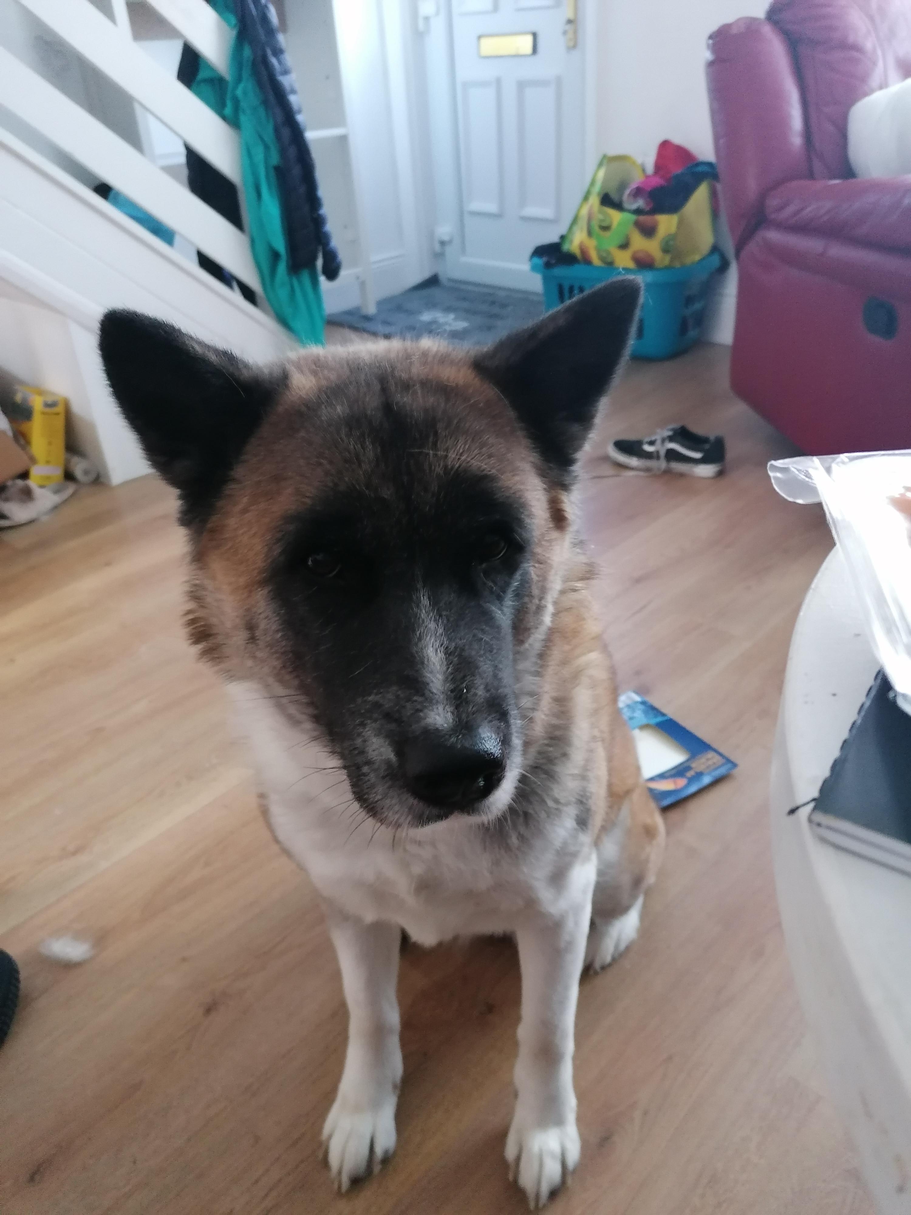 Zelda says hello | Scrolller