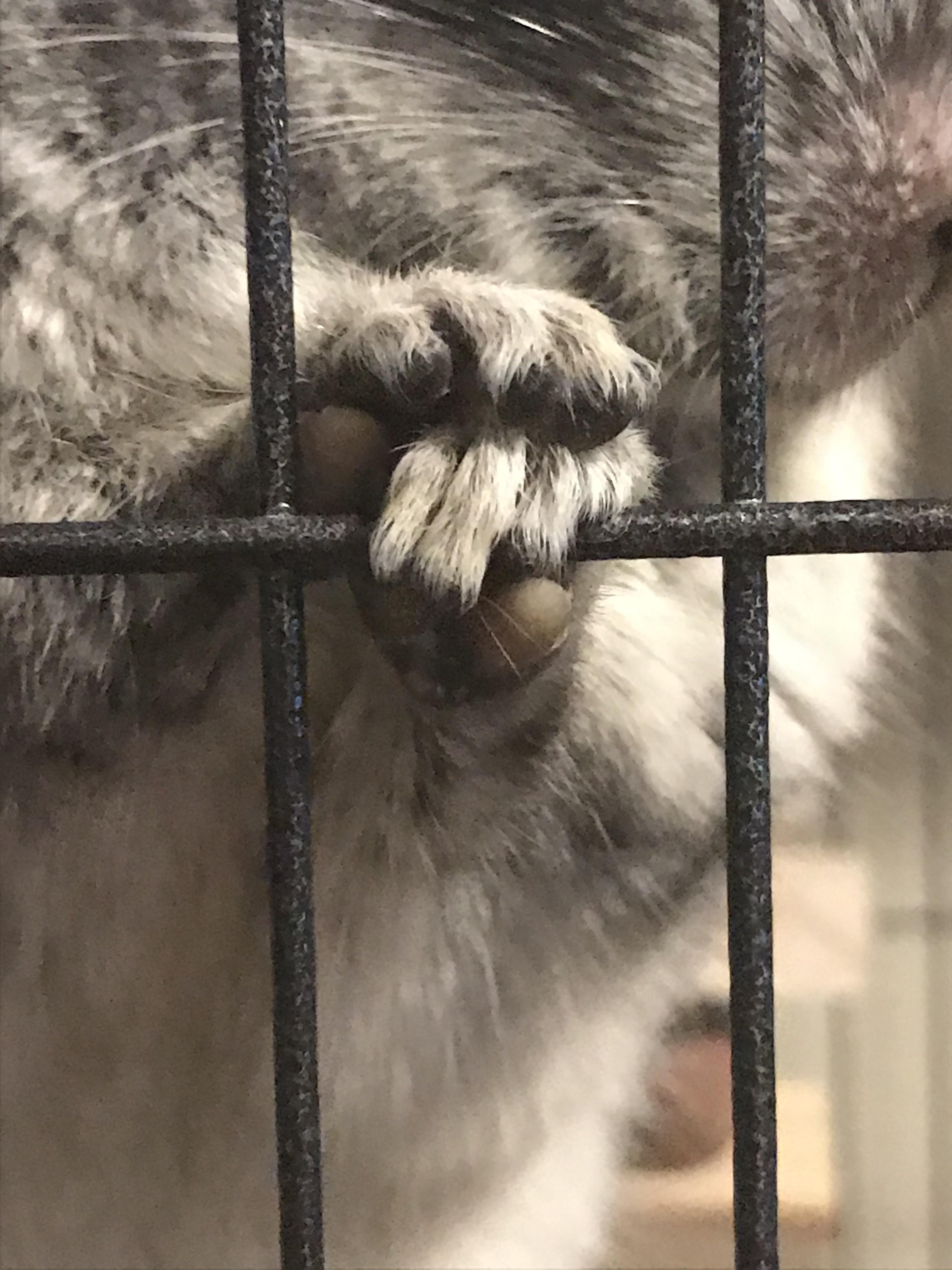 Zen’s Princess Paws | Scrolller