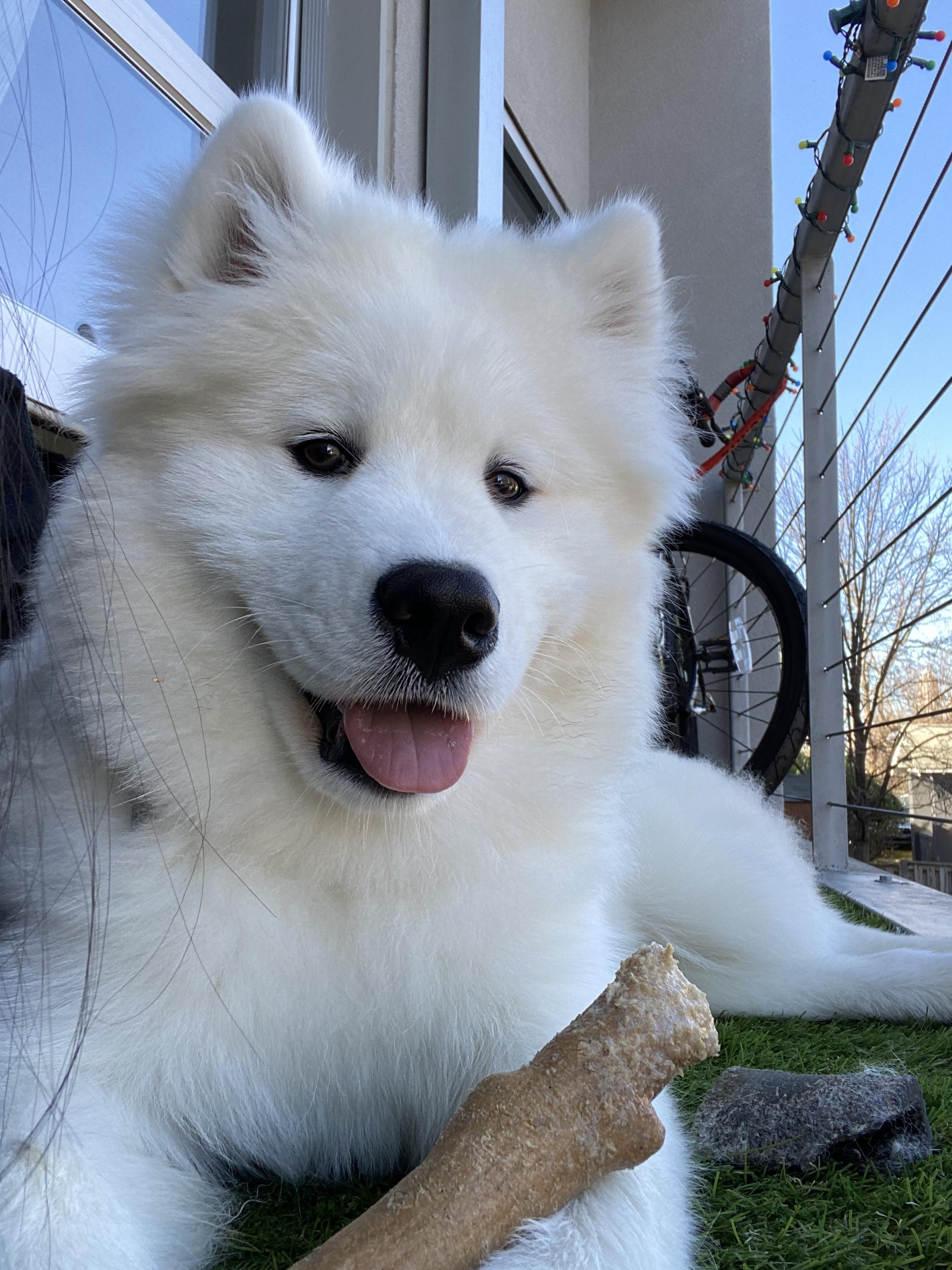 Zero our happy little floof head is now 5 months old | Scrolller