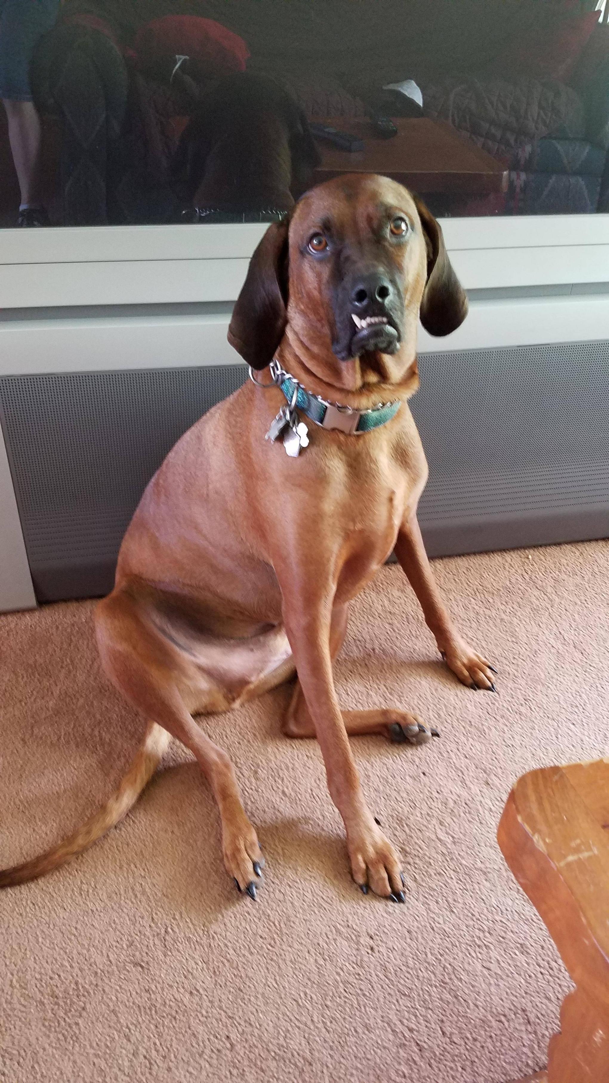 Ziggy doing his "Good Boy" sit. | Scrolller