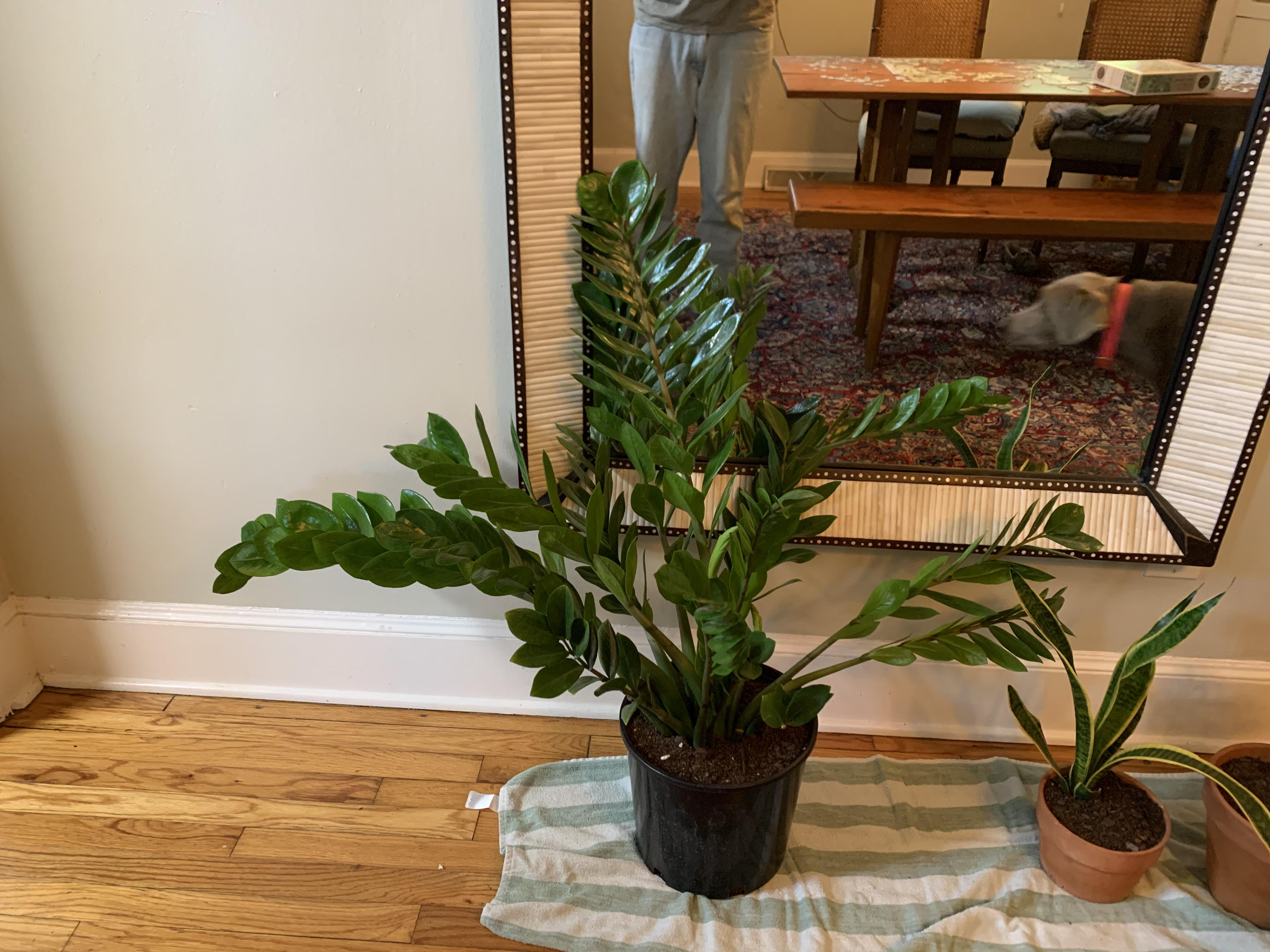 ZZ Plant Help | Scrolller