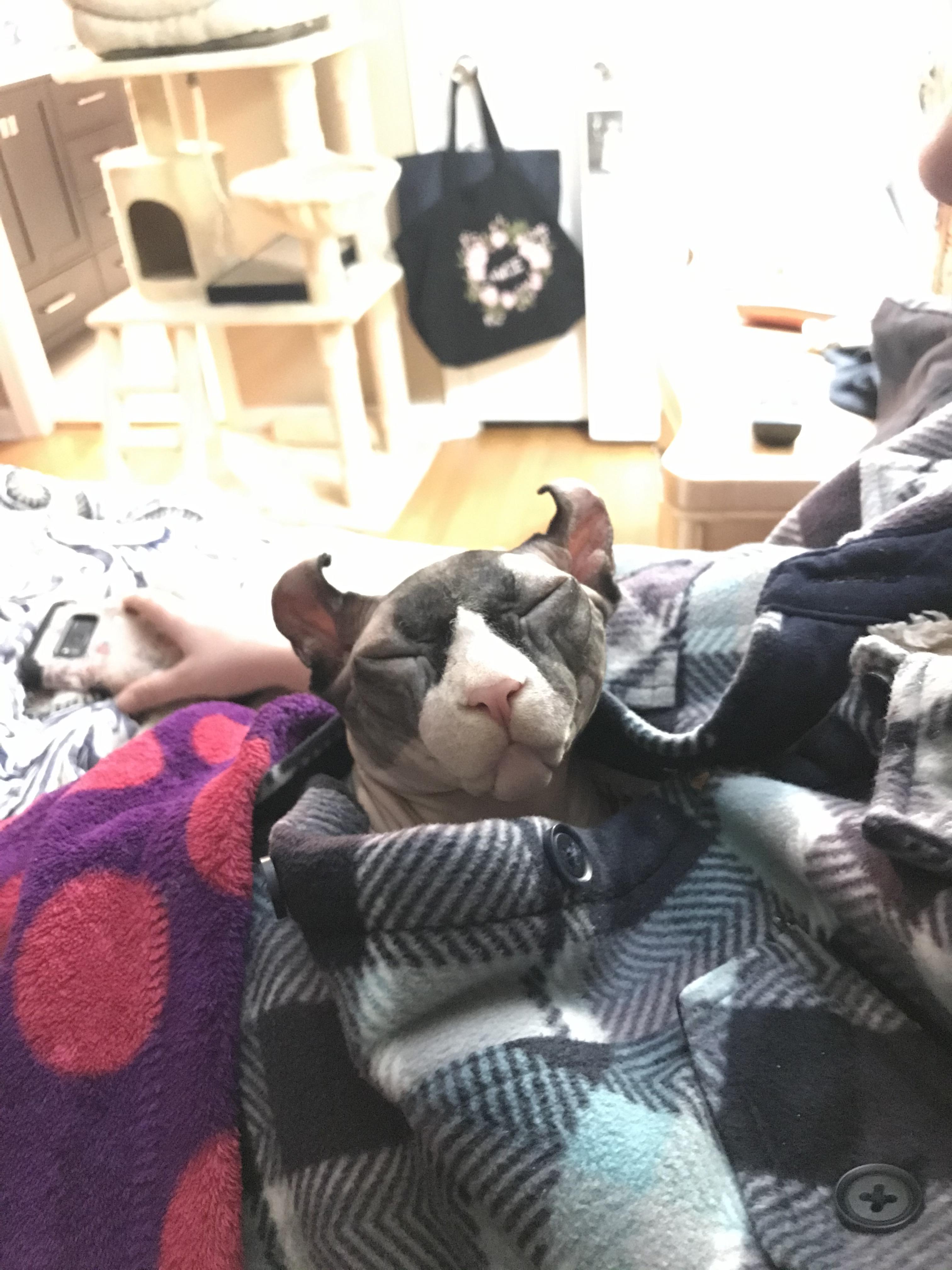 Zzz 🐈 | Scrolller