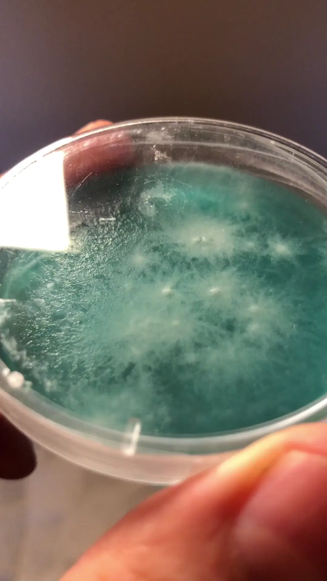 [Contamination] Does this look bacterial? Supposed to be Lion's Mane ...