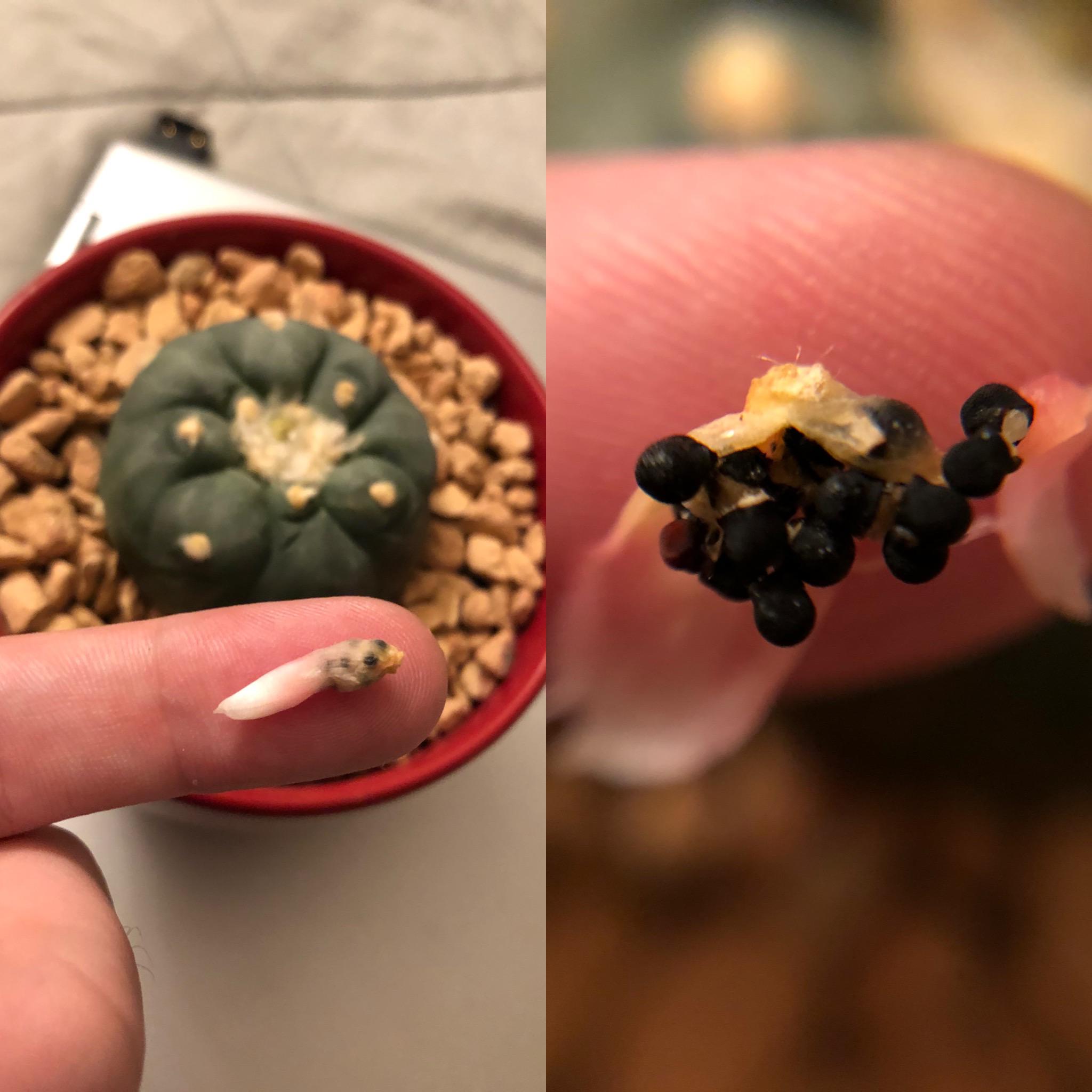 1 pod 19 seeds | Scrolller