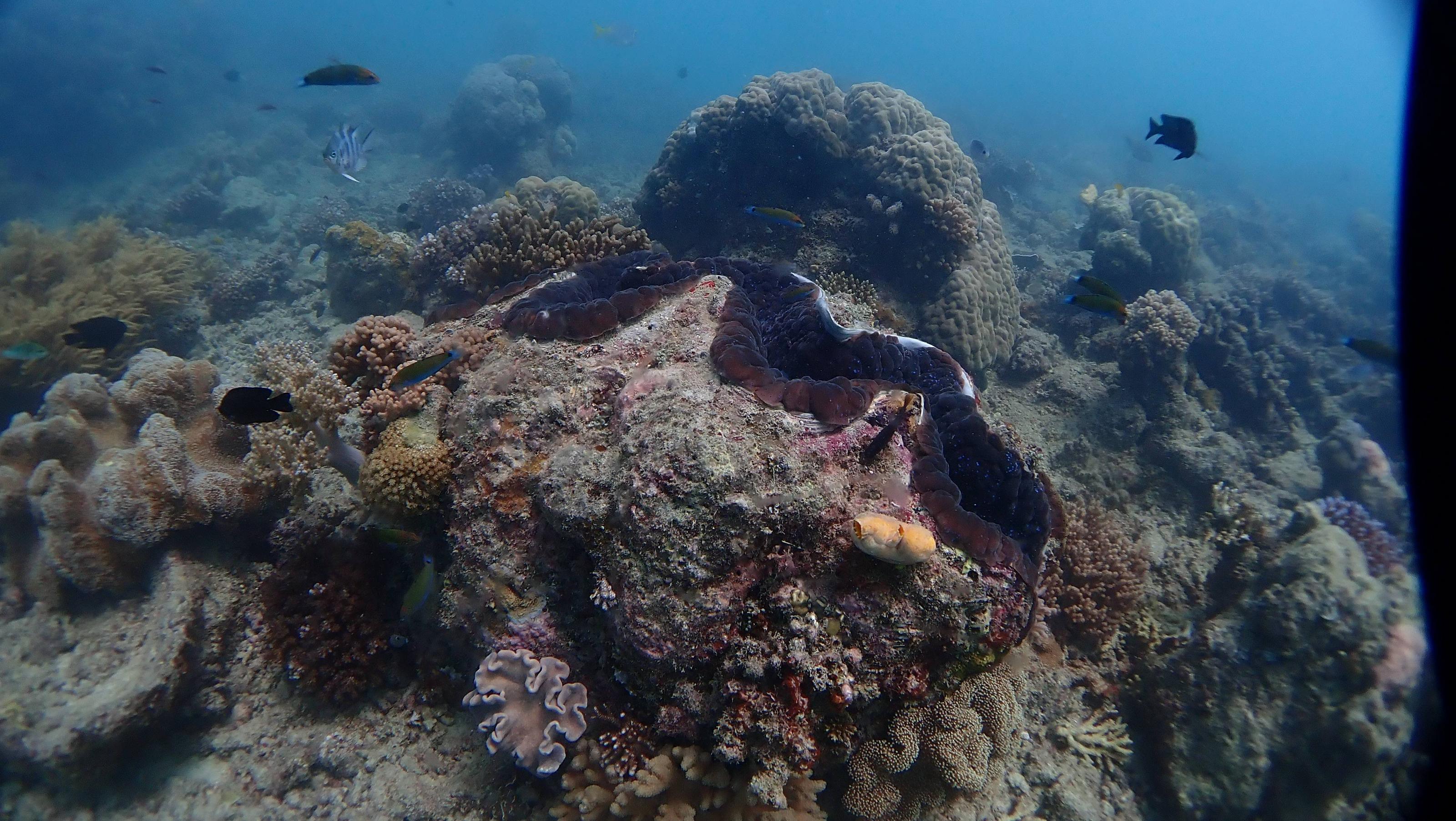 100+ Year old Giant Clam on The Great Barrier Reef | Scrolller