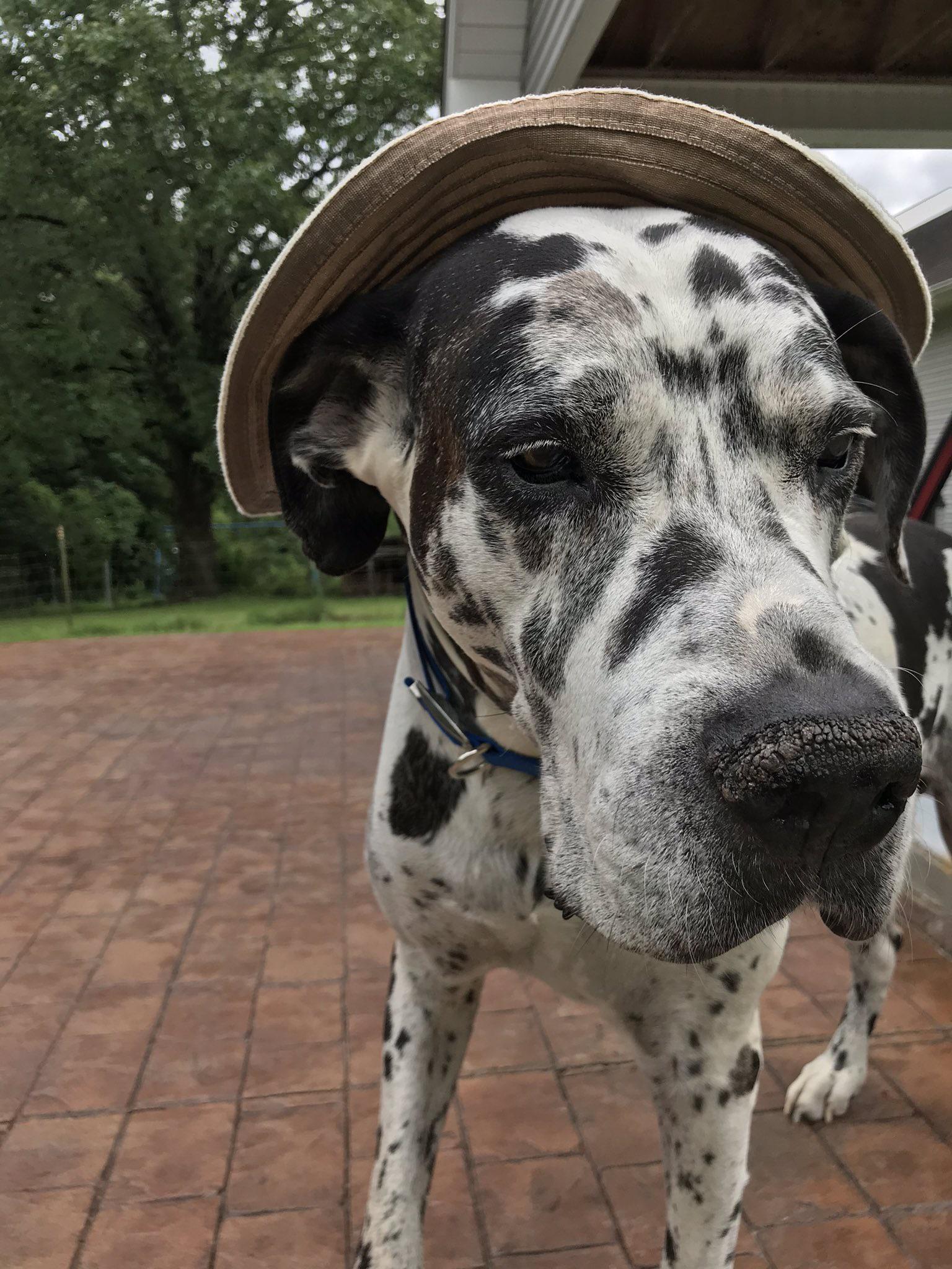 11 Year Old Great Dane | Scrolller