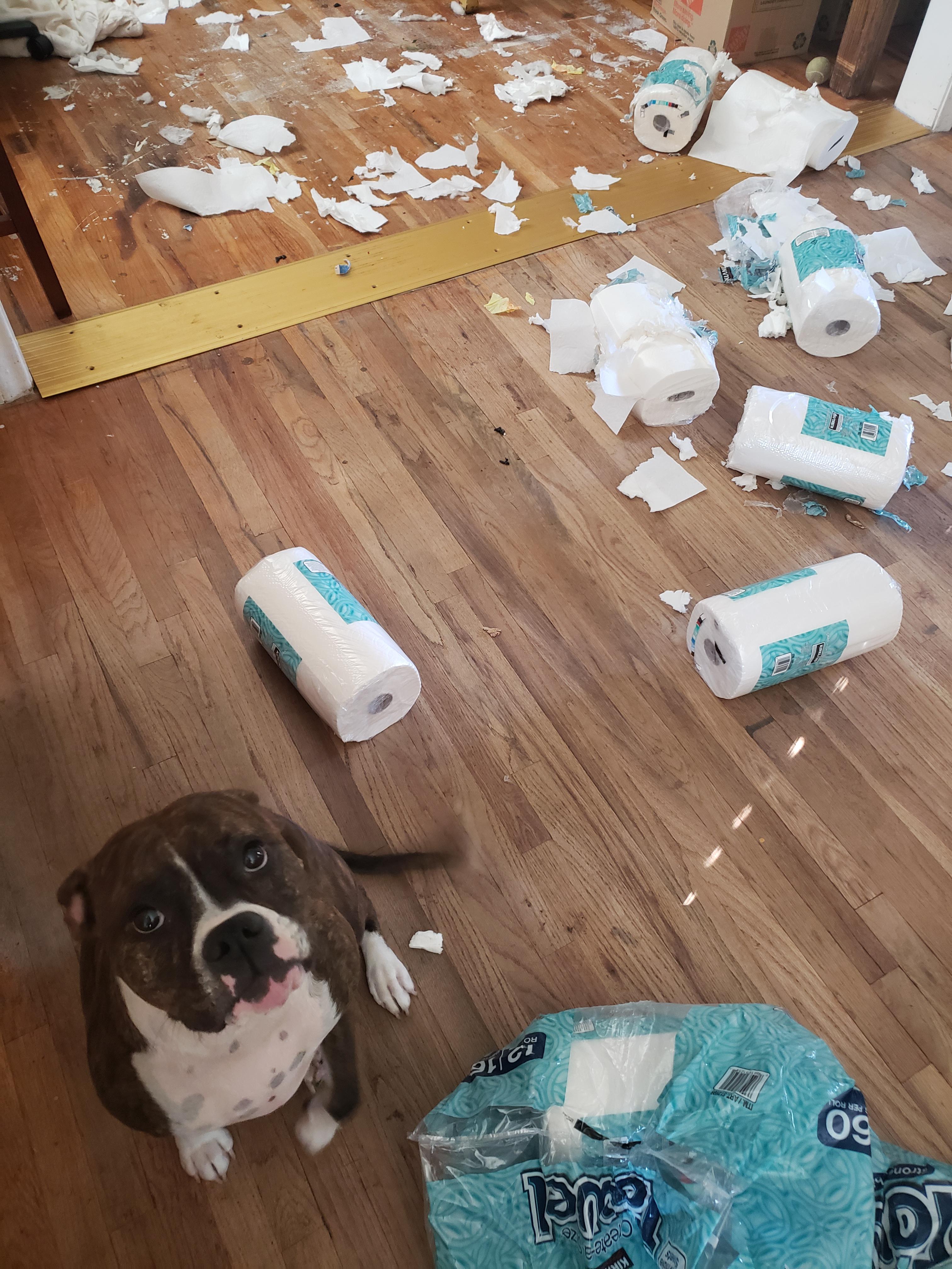 12 pack of Costco paper towels. | Scrolller