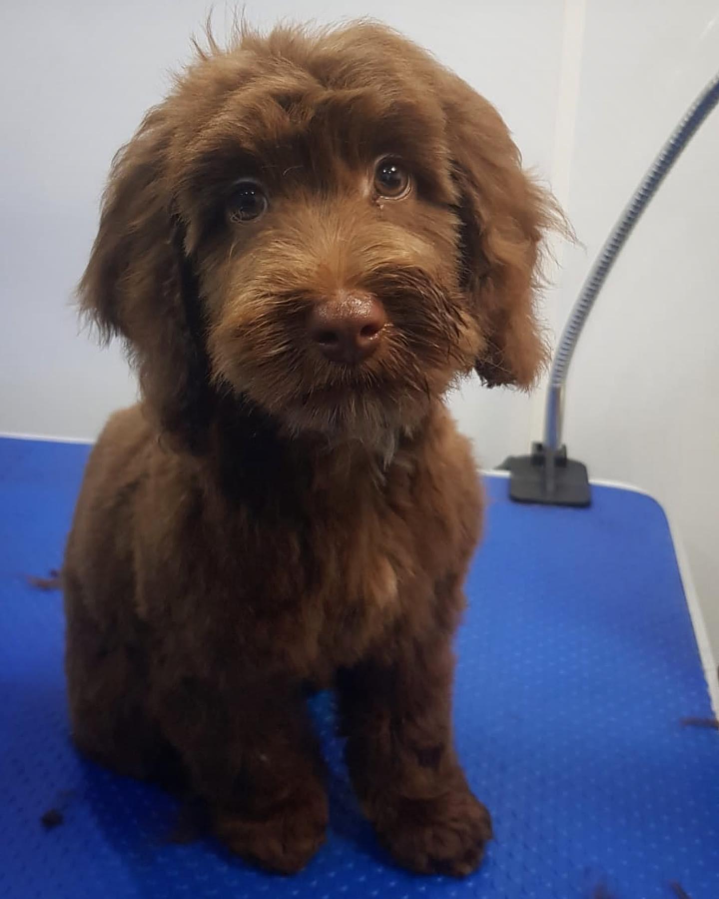 13 week old Rocco, after his first trim 😍 ️ | Scrolller