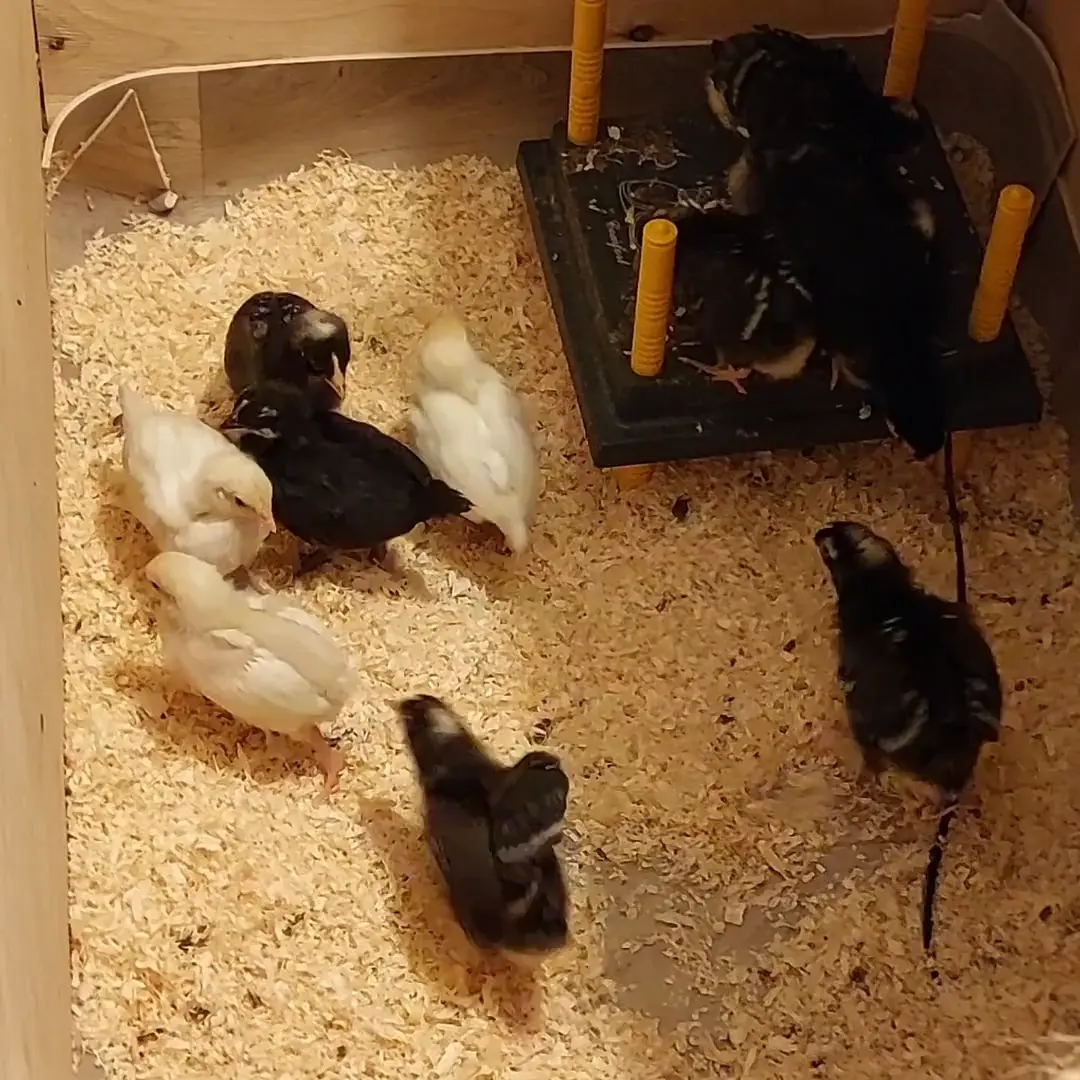 19 days old and the sibling rivalry is already rife | Scrolller